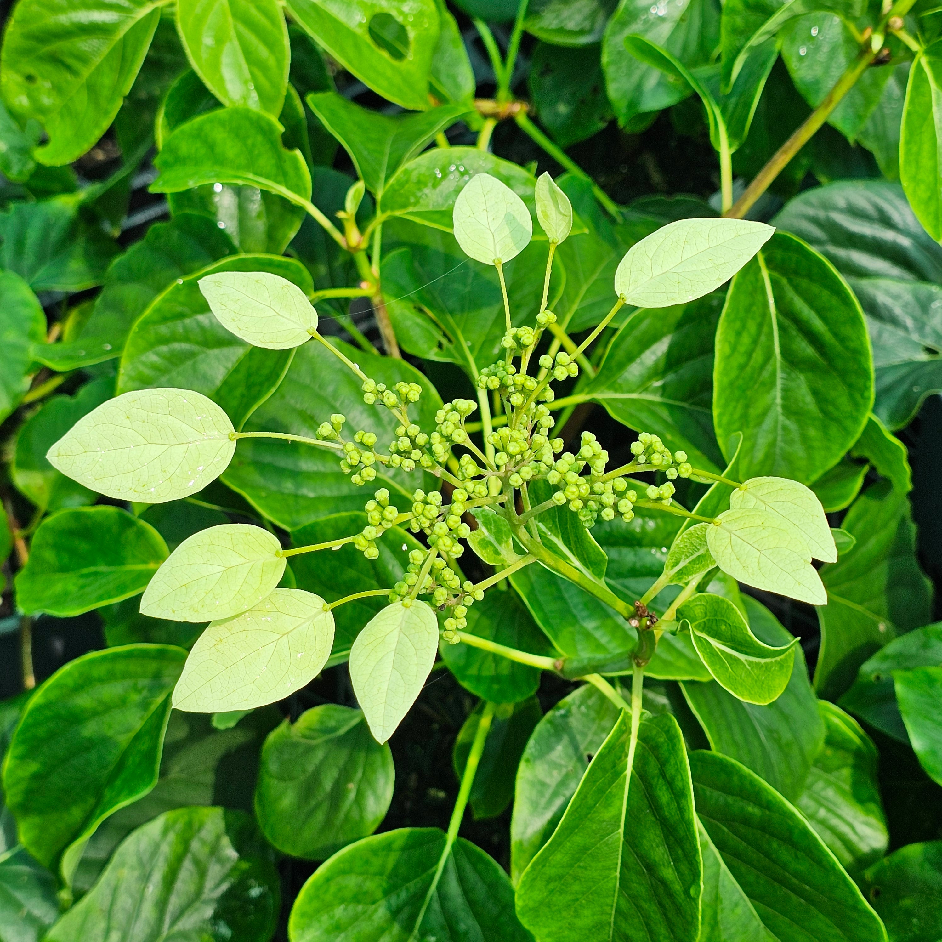 Schizophragma integrifolium – Addenbrooke