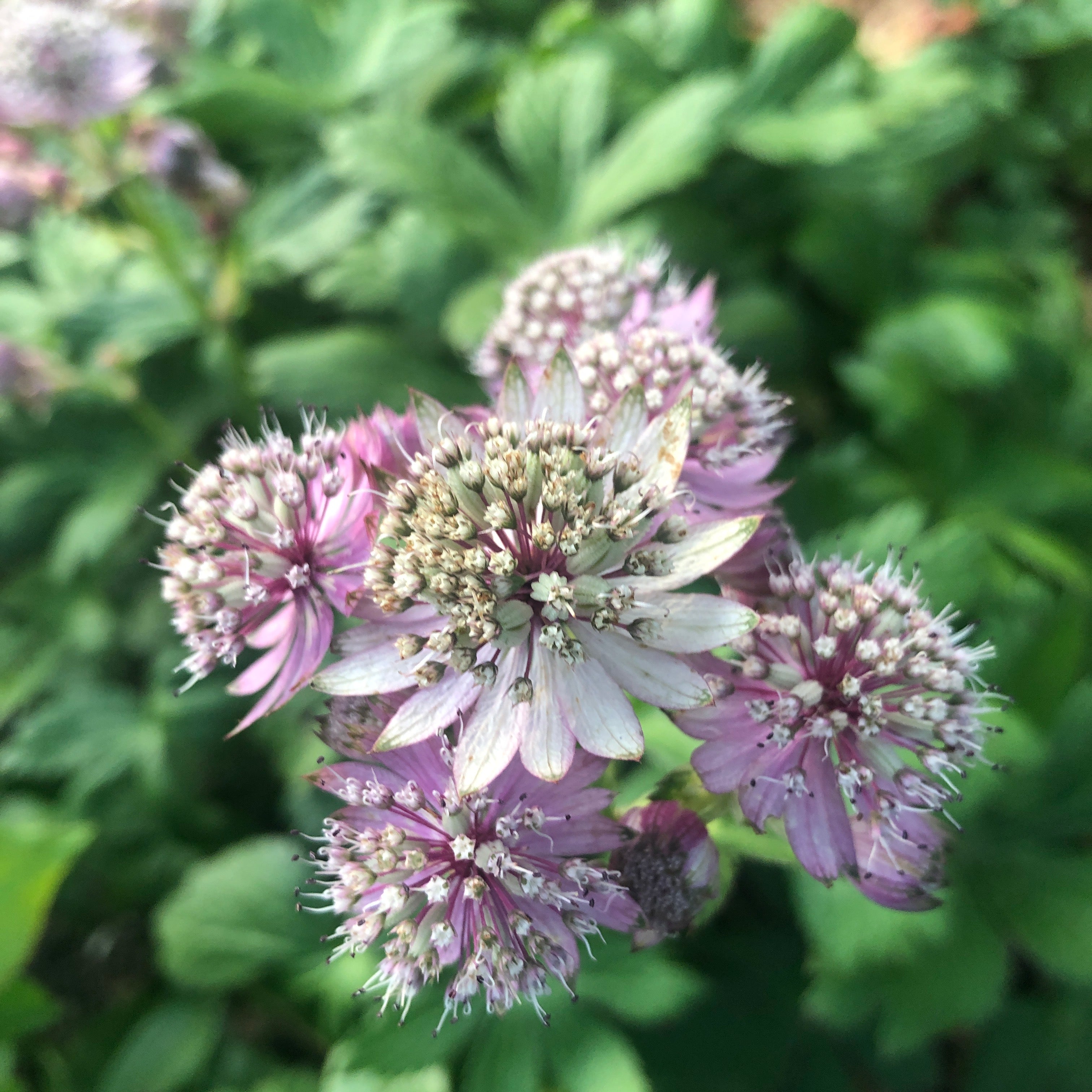 purple astrantia