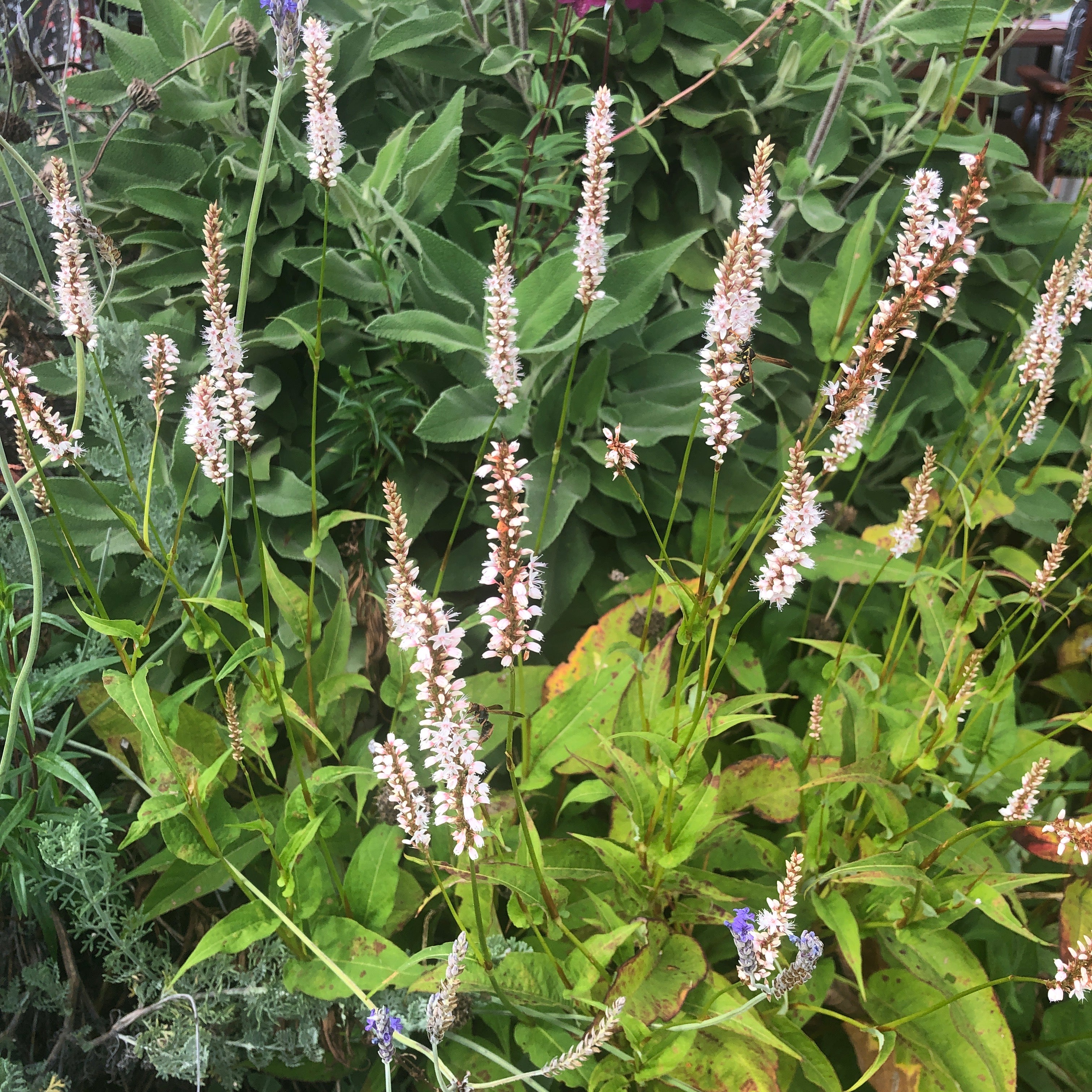white persicaria