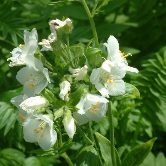 polemonium caeruleum