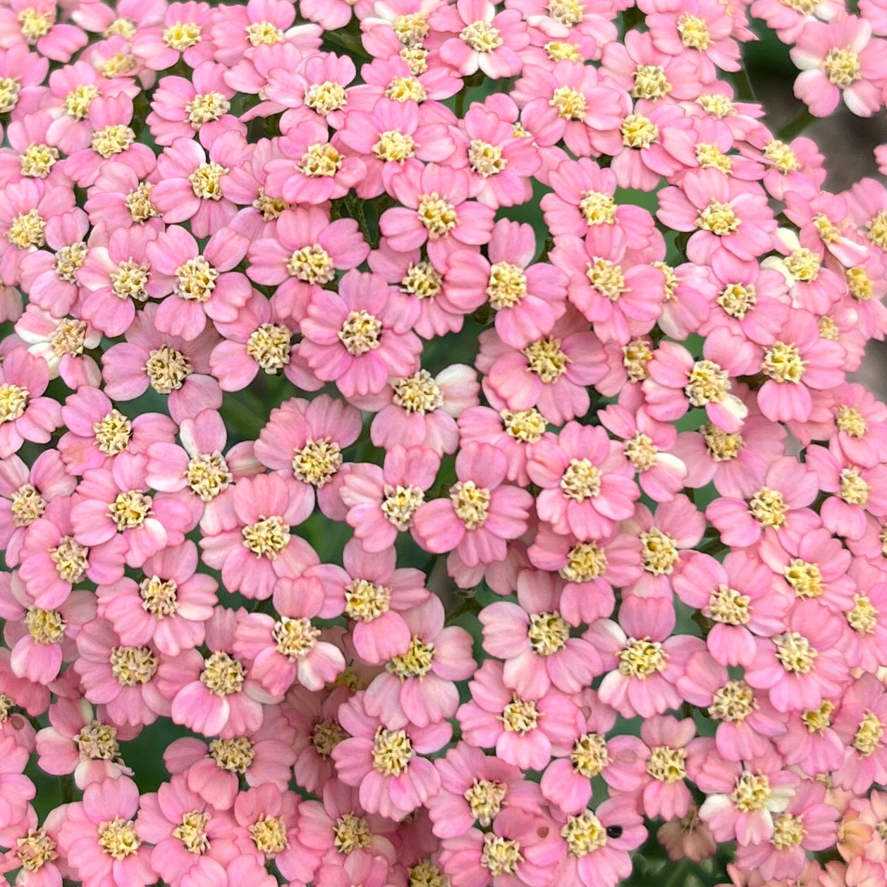 Perennials for New Zealand Gardens – Rare & Low-Maintenance Varieties ...