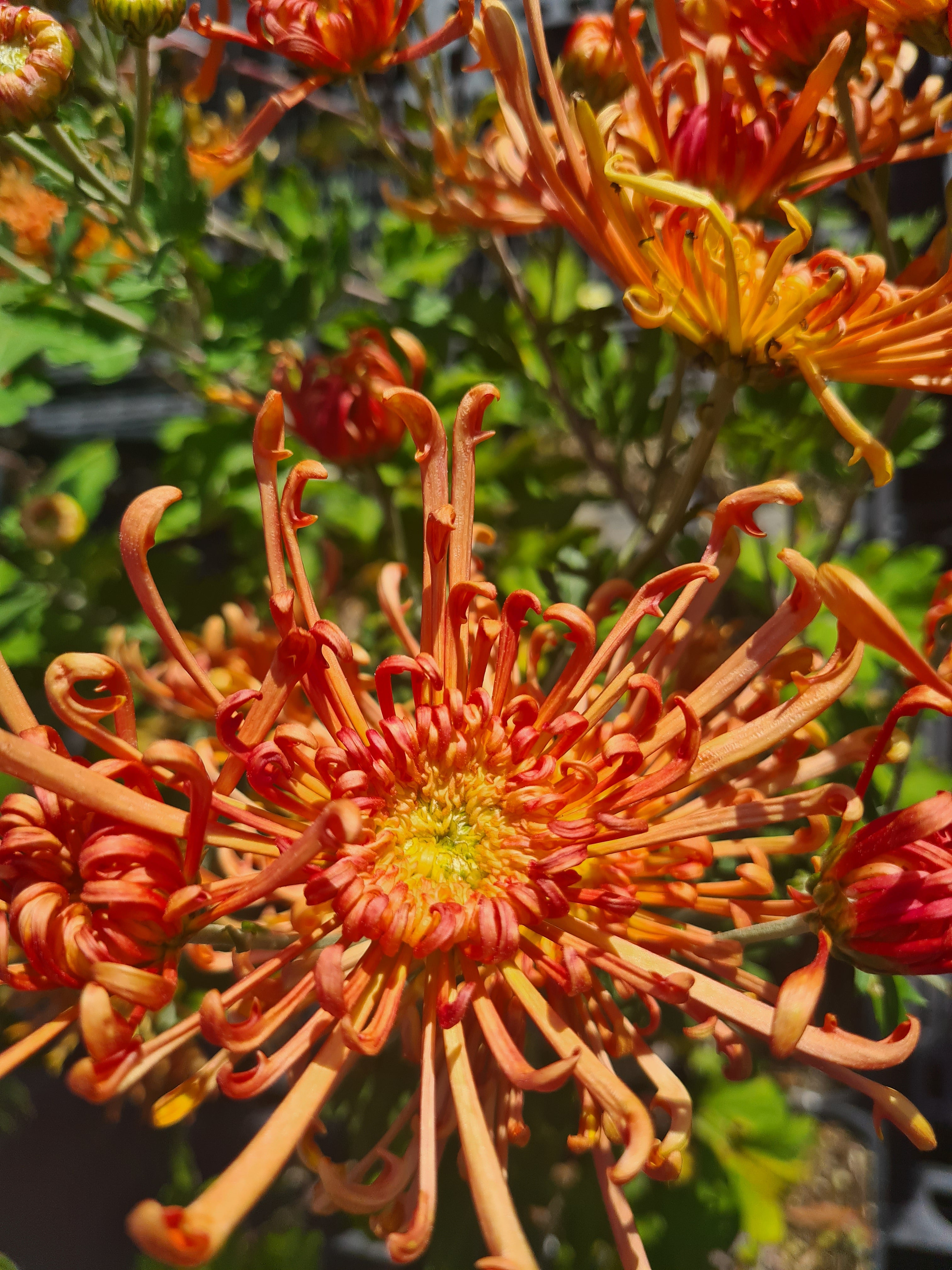 Chrysanthemum | Dusky Queen – Addenbrooke