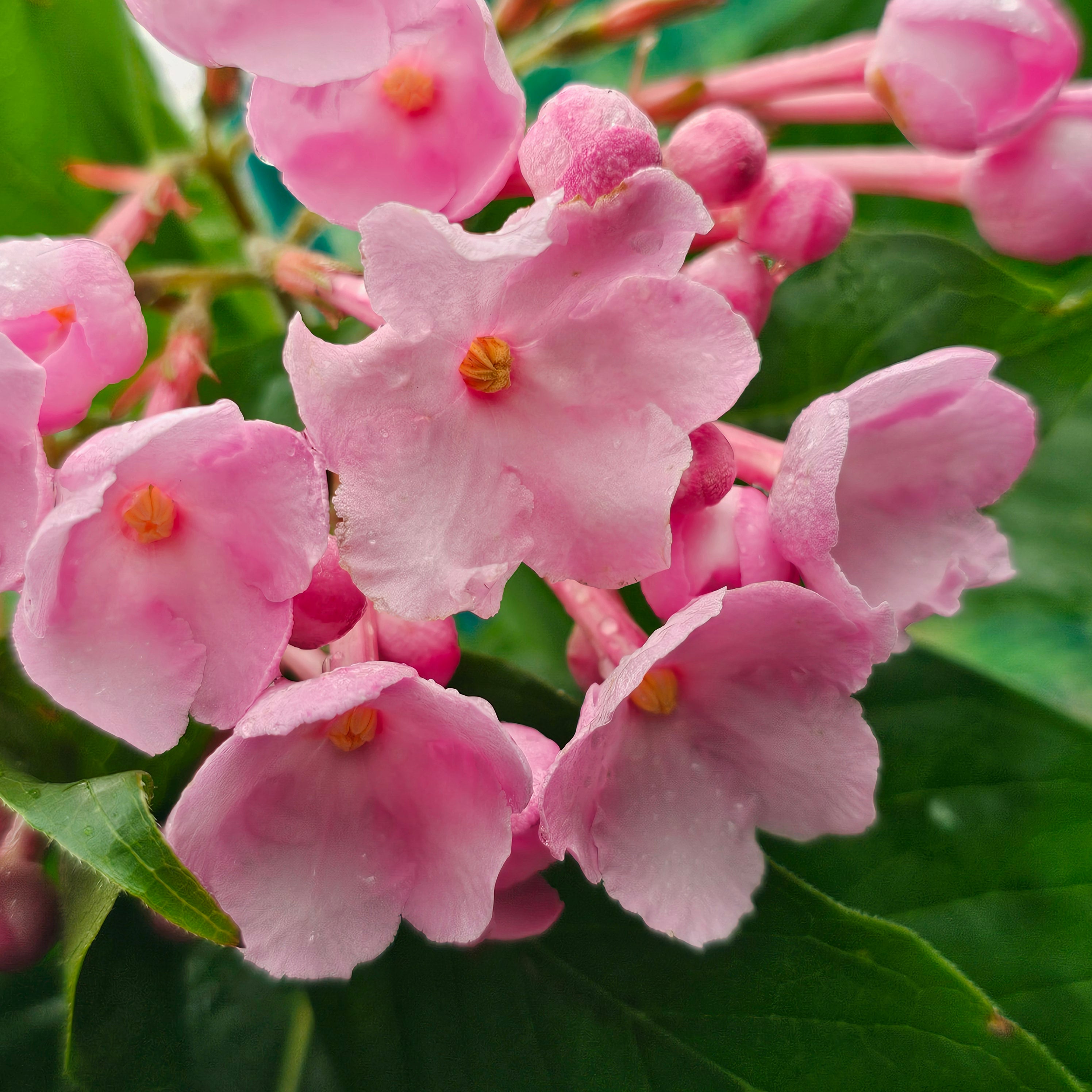 Luculia gratissima – Addenbrooke