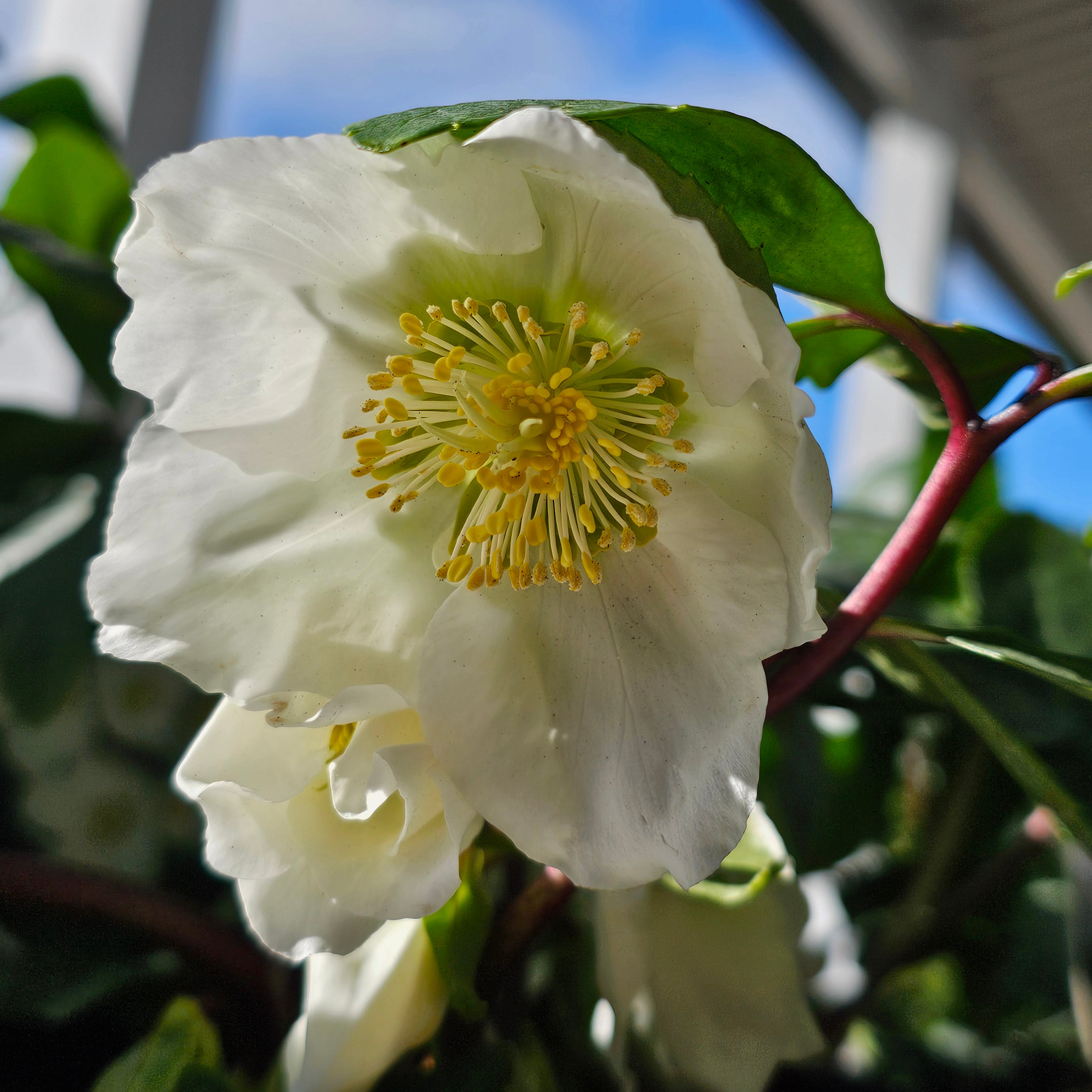 Helleborus niger | White Magic – Addenbrooke
