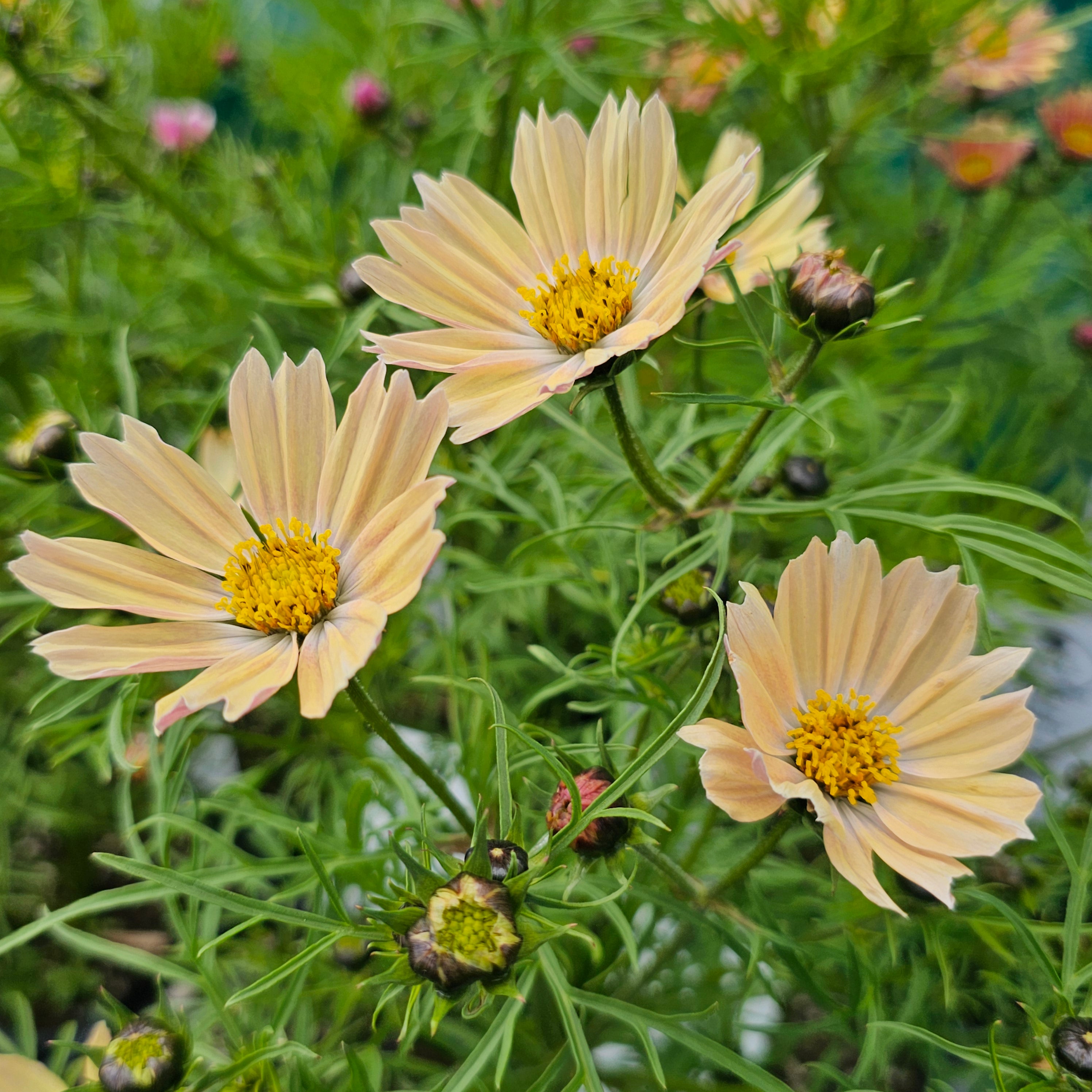 Cosmos bipinnatus | Apricot Lemonade – Addenbrooke