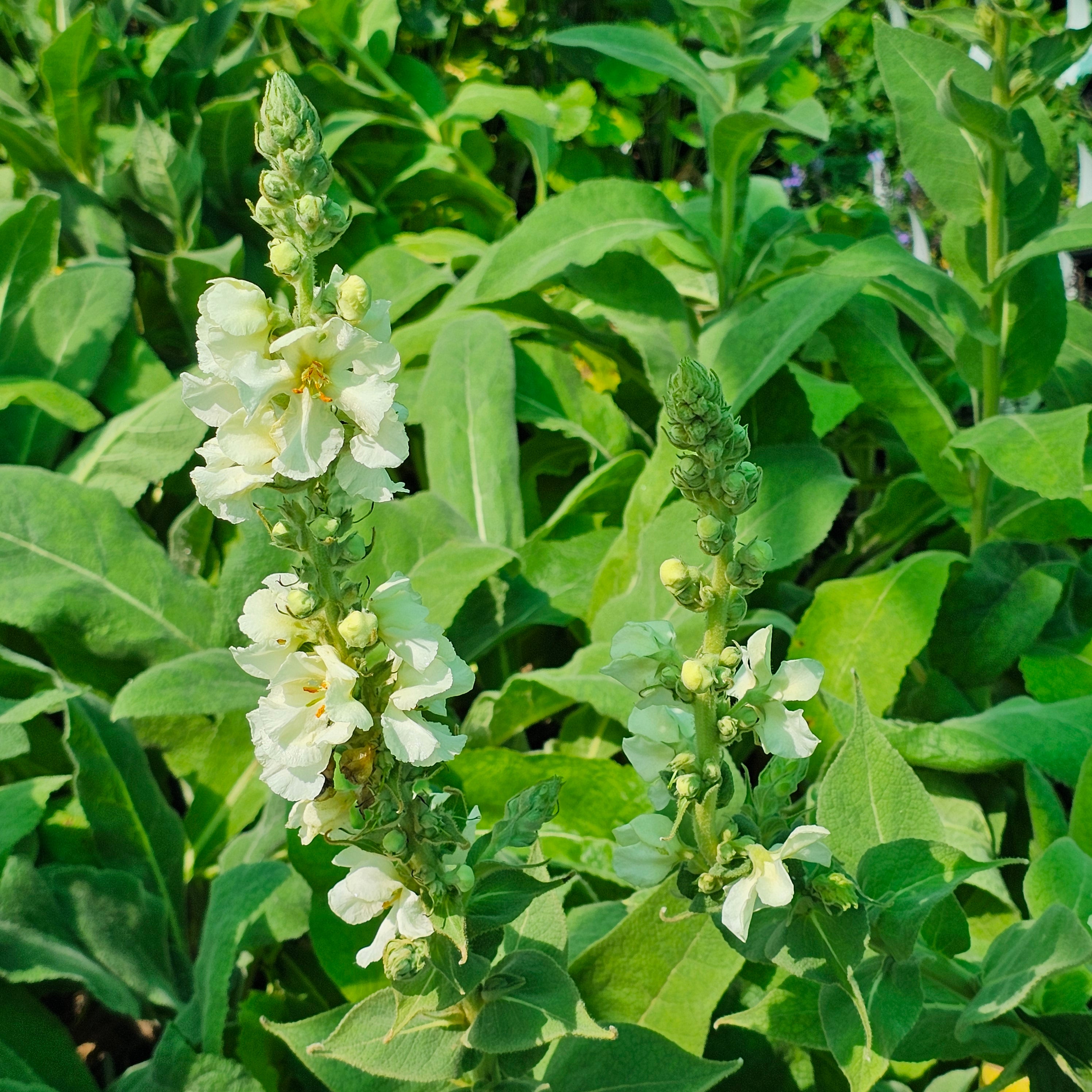 Verbascum bombyciferum | Giant Silver Mullein – Addenbrooke