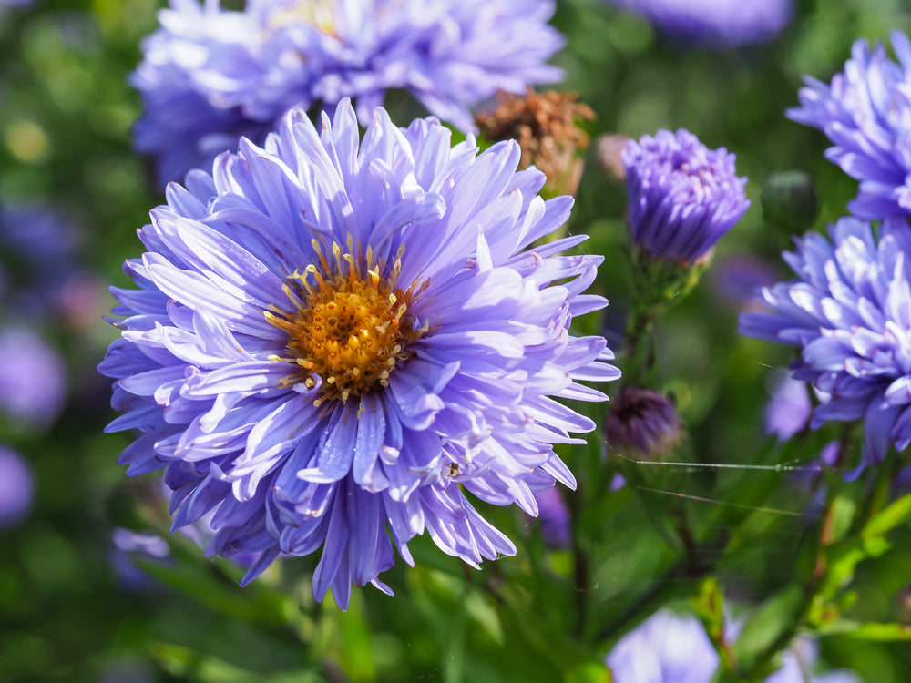 Aster novi-belgii | Marie Ballard – Addenbrooke