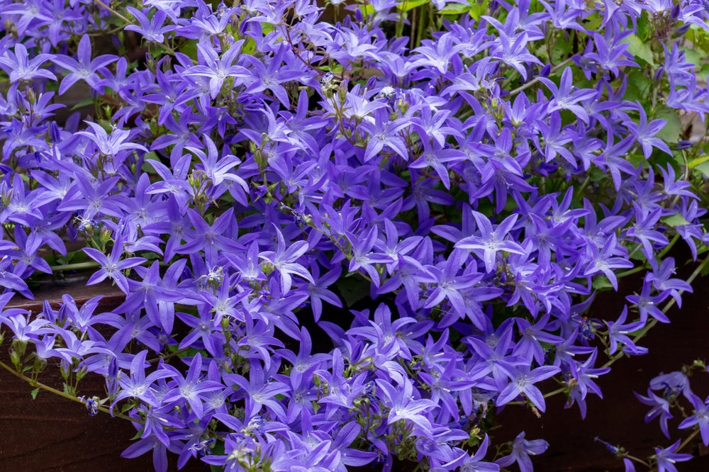 Campanula poscharskyana | Blue Waterfall | Trailing Bellflower ...