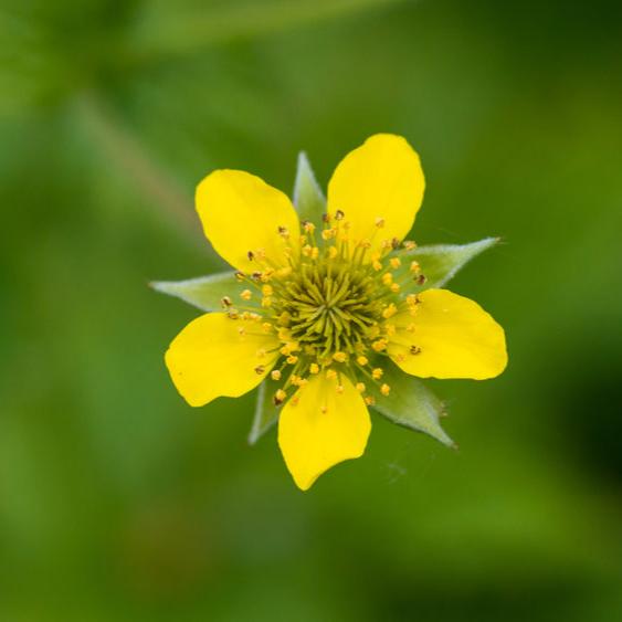 Geum | Dainty Yellow – Addenbrooke