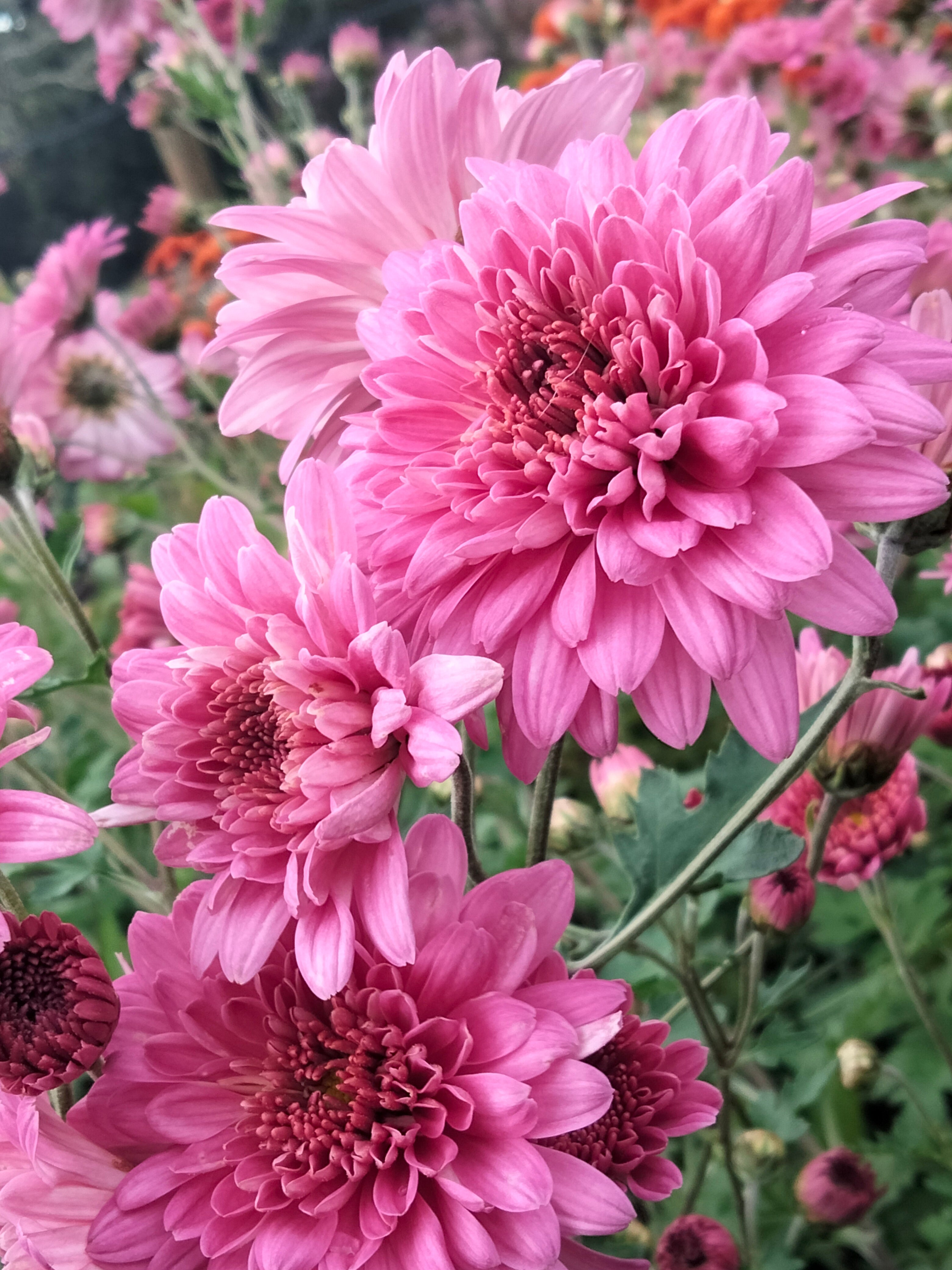 Chrysanthemum | Raspberry – Addenbrooke