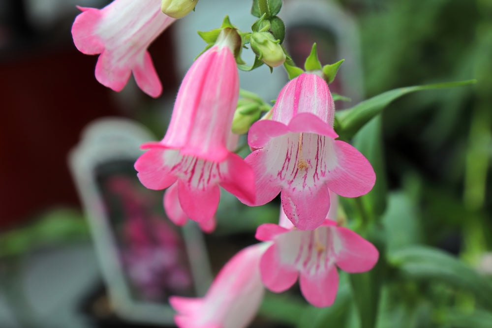 Penstemon hybrid | Susan | Beardtongue – Addenbrooke
