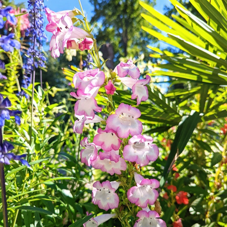 Penstemon hybrid | Peace | Beardtongue – Addenbrooke