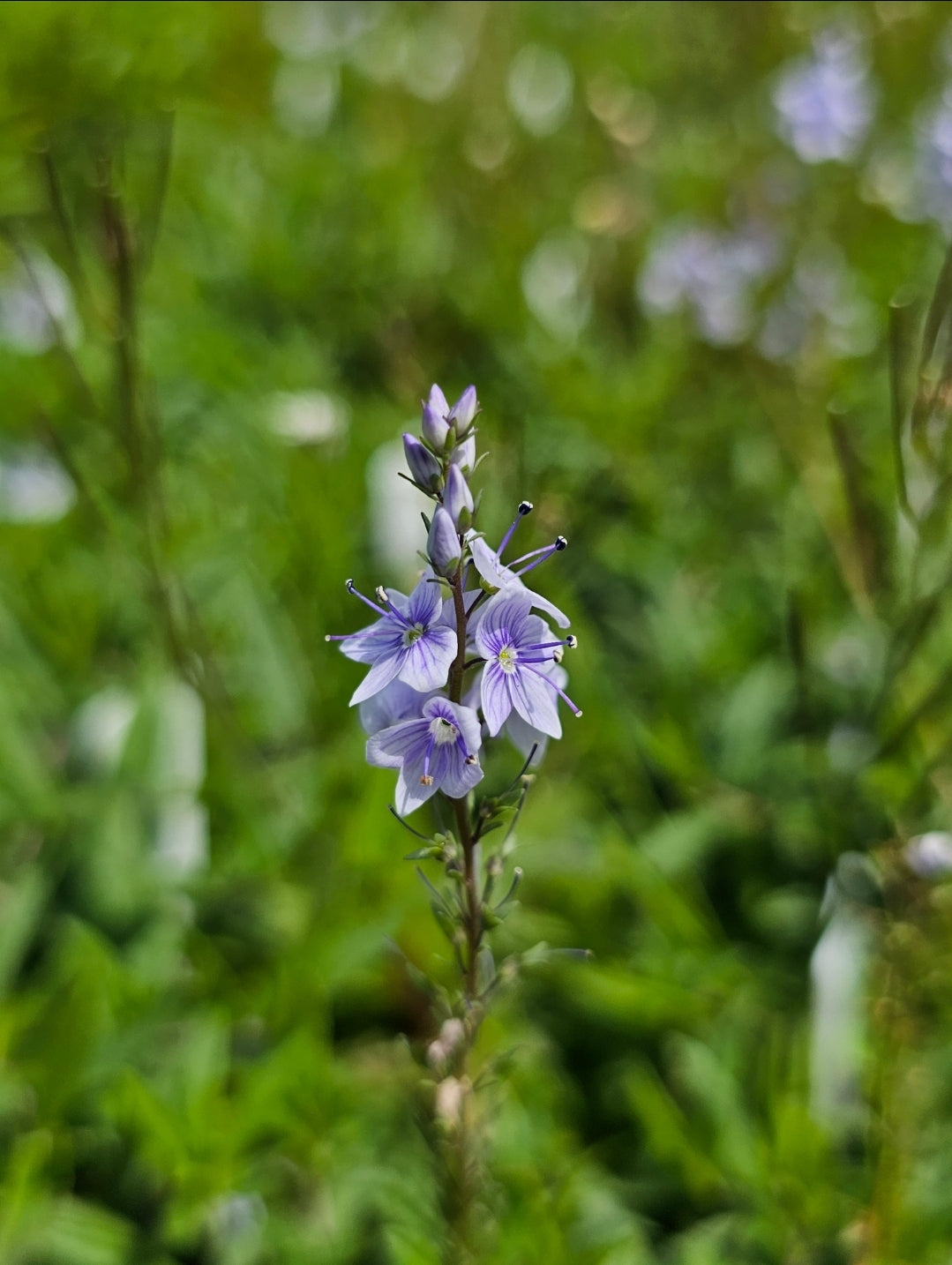 Veronica prostrata | Spode Blue | Speedwell – Addenbrooke