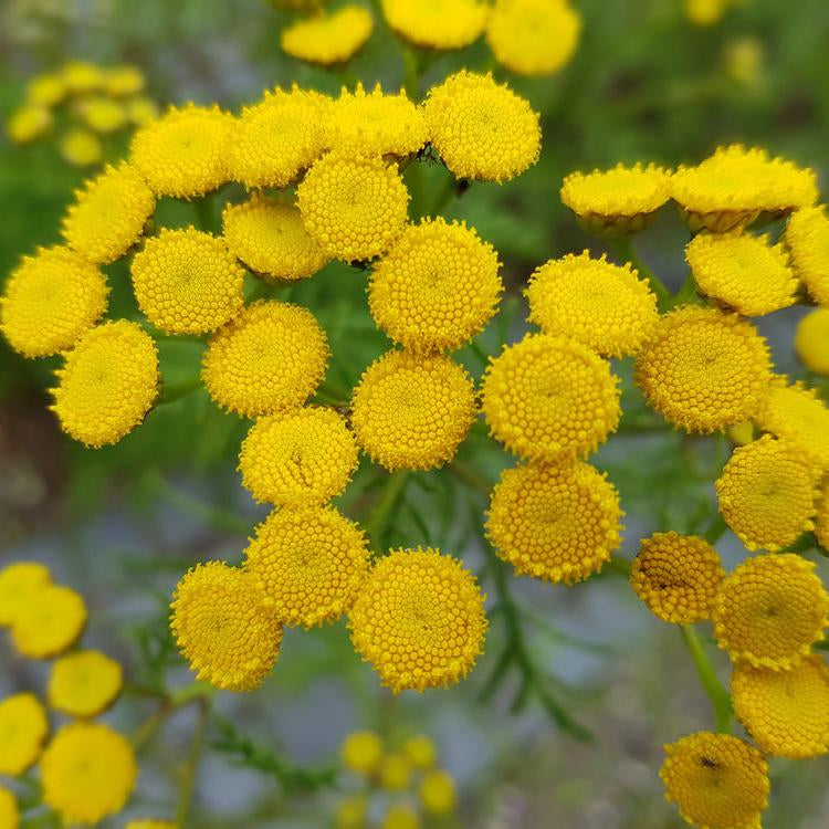 Tanacetum vulgare | Common Tansy | Golden Buttons – Addenbrooke