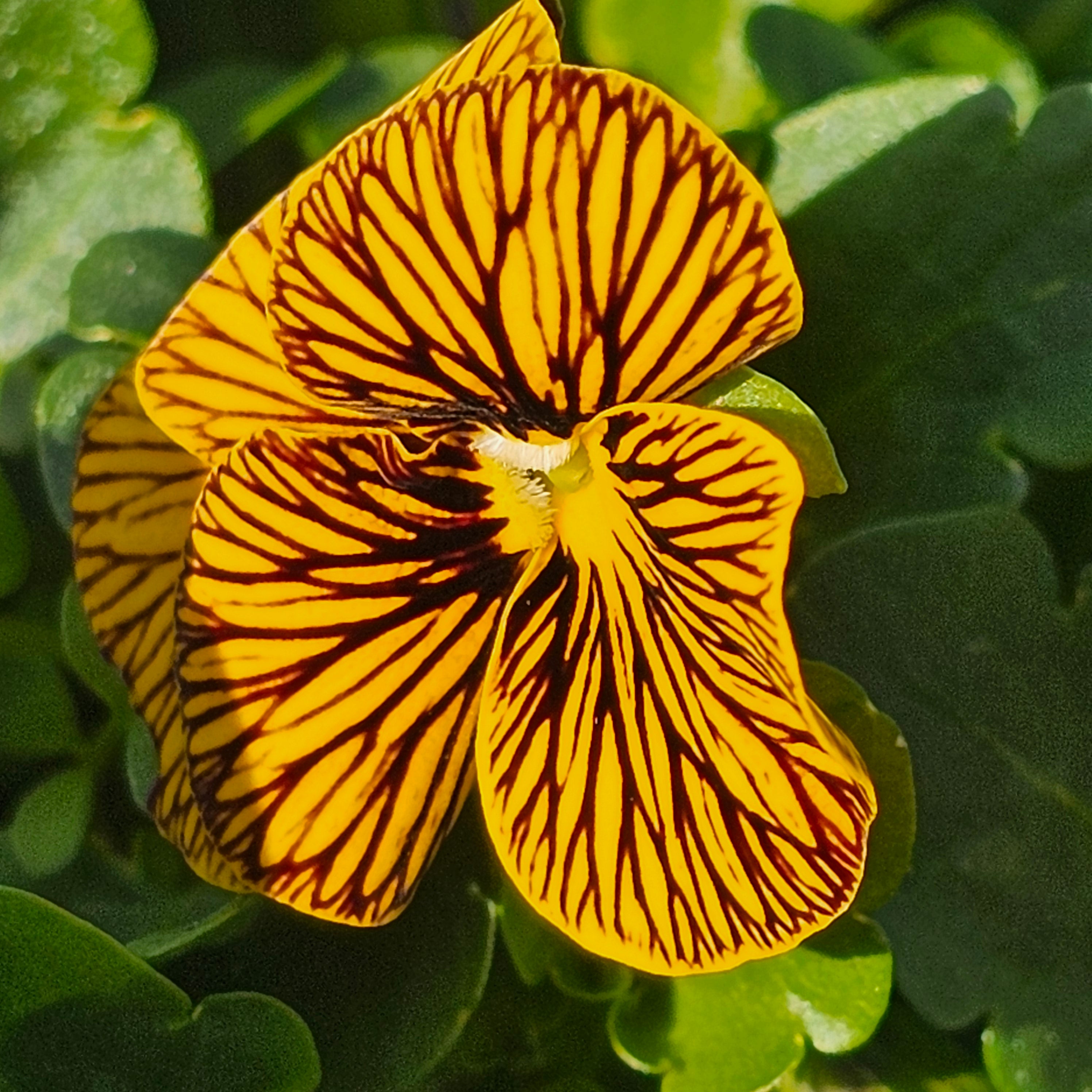 Viola | Tiger Eyes – Addenbrooke