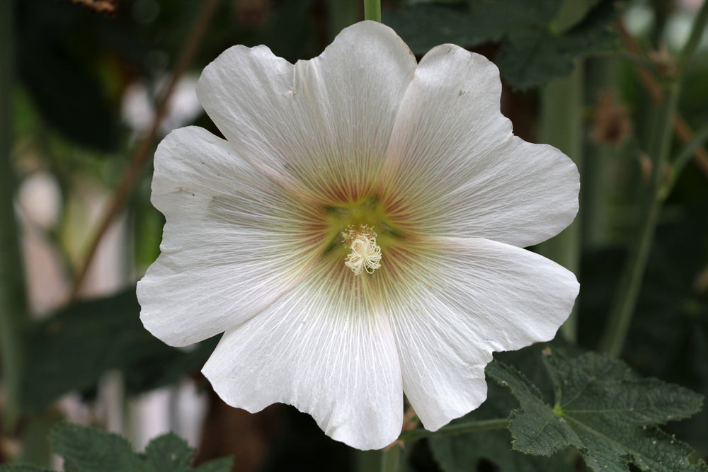 Althaea officinalis | Marshmallow – Addenbrooke