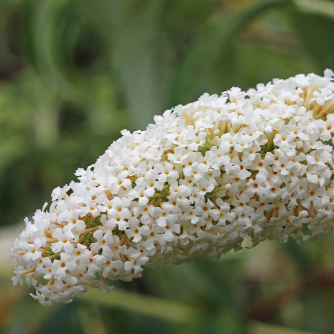 Buddleja fallowiana | Alba – Addenbrooke