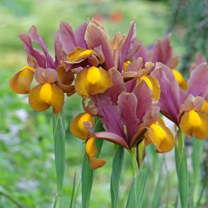 Dutch Iris | Autumn Princess – Addenbrooke