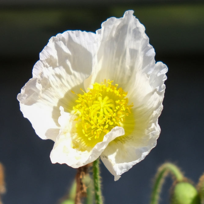 Papaver rhoeas | Bridal Silk – Addenbrooke