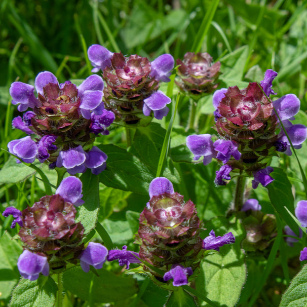 Prunella grandiflora | Bella Blue – Addenbrooke