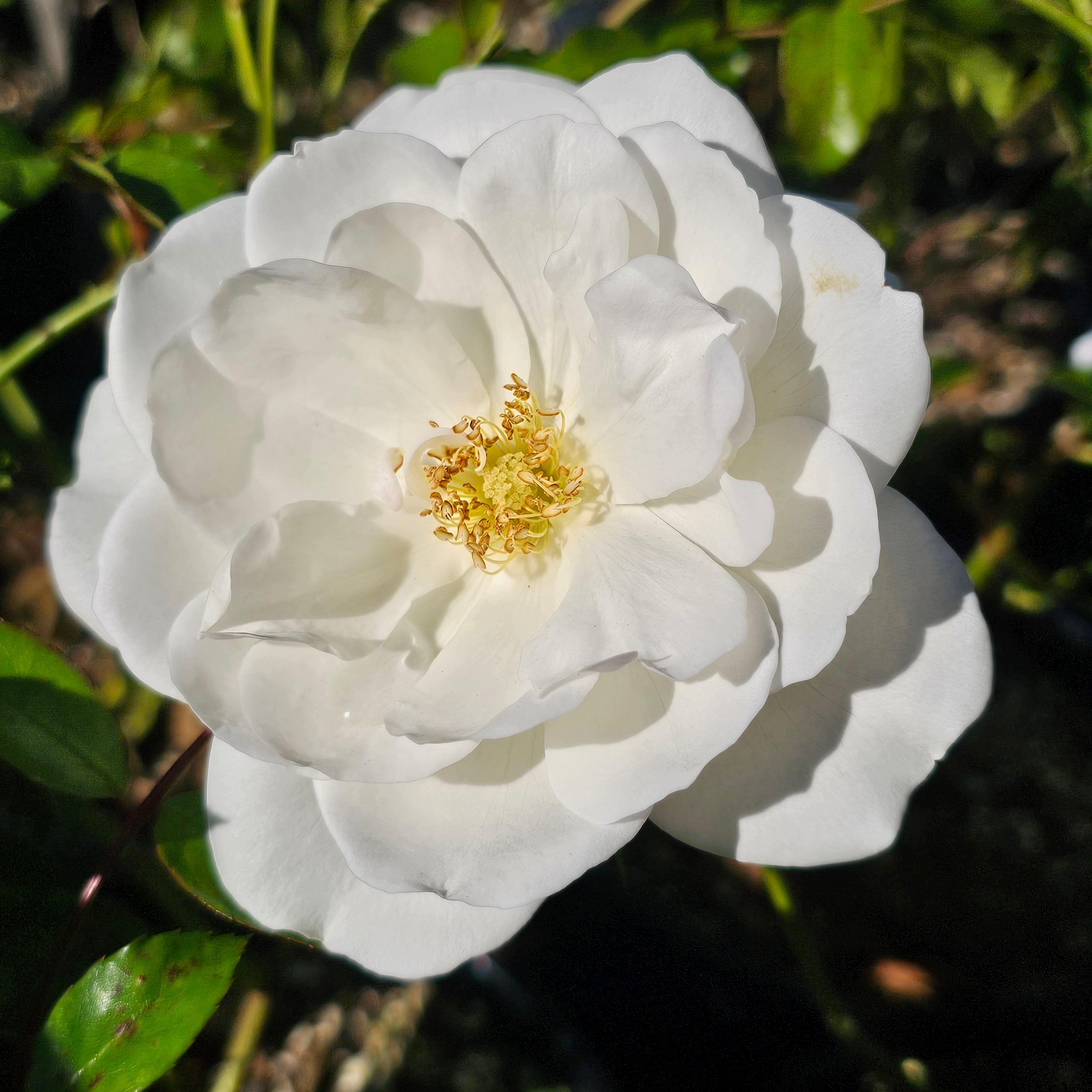 Rosa | Iceberg – Addenbrooke