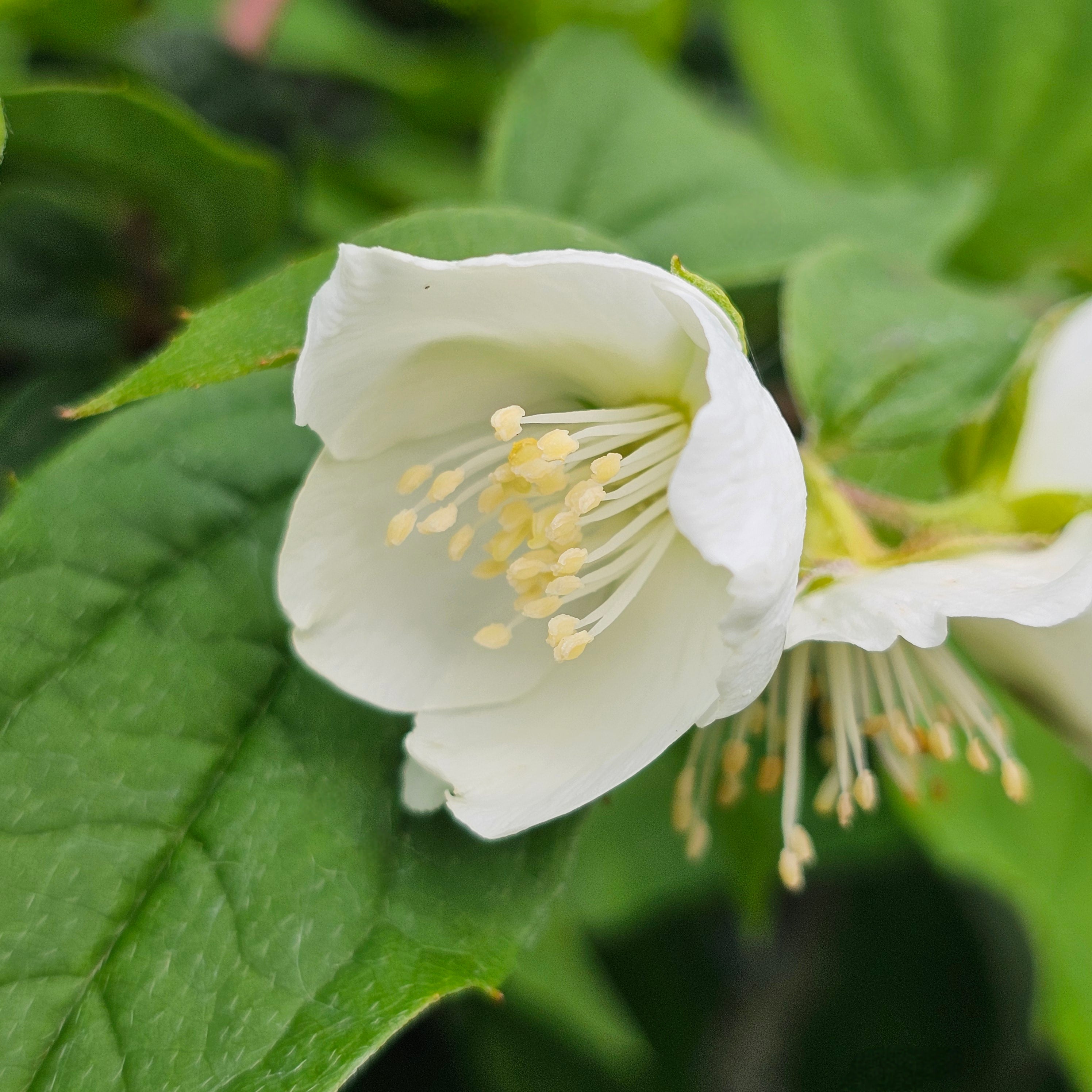Philadelphus Sp. | Mock Orange – Addenbrooke
