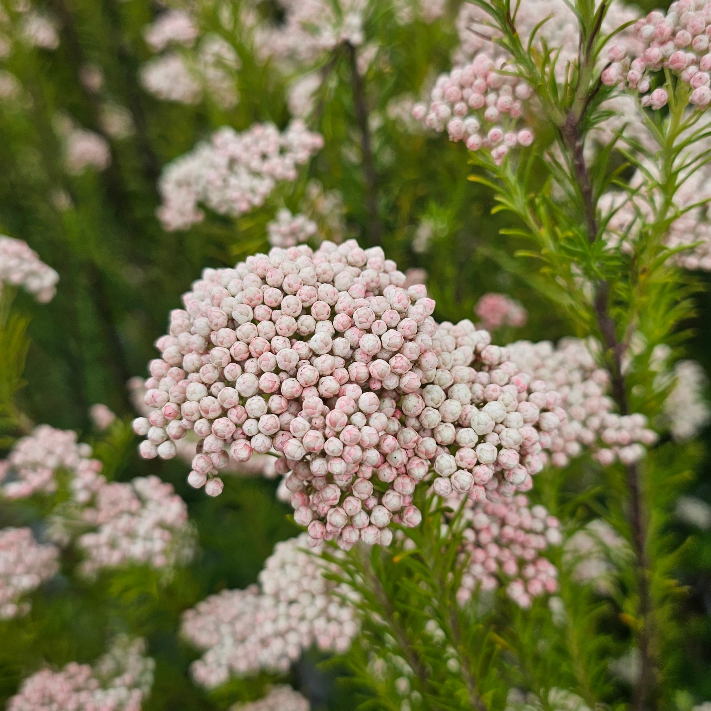 Ozothamnus diosmifolius | Winter White | Rice Flower – Addenbrooke
