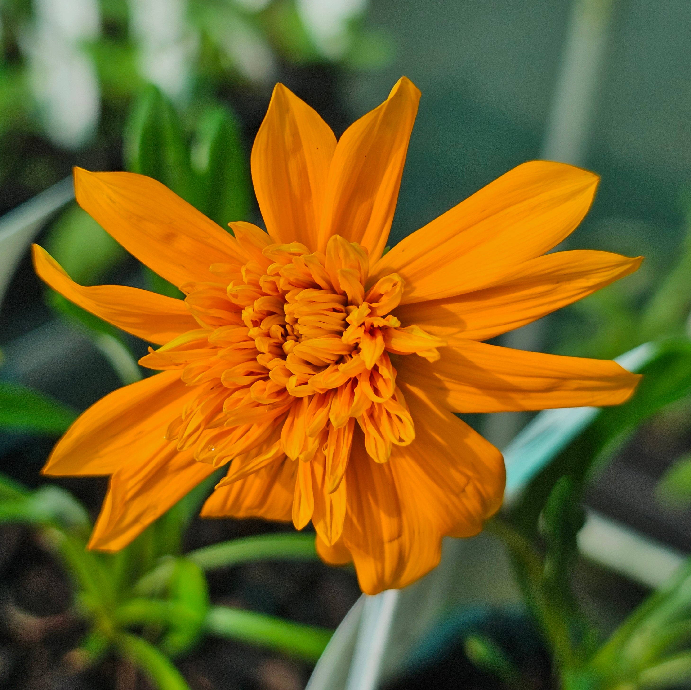 Gazania Chungwa – Addenbrooke