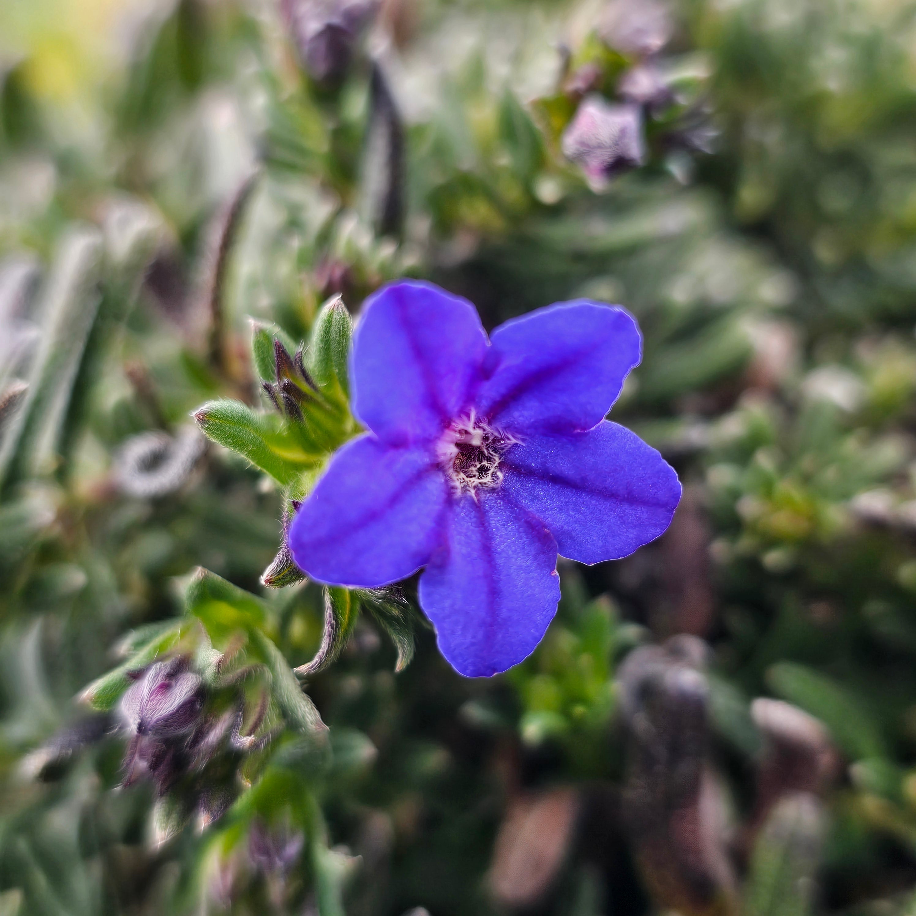 Lithodora diffusa | Grace Ward – Addenbrooke