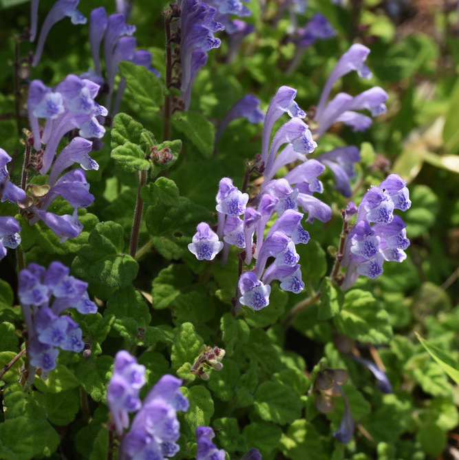 Scutellaria hybrid | Royal Velvet | Skullcap – Addenbrooke