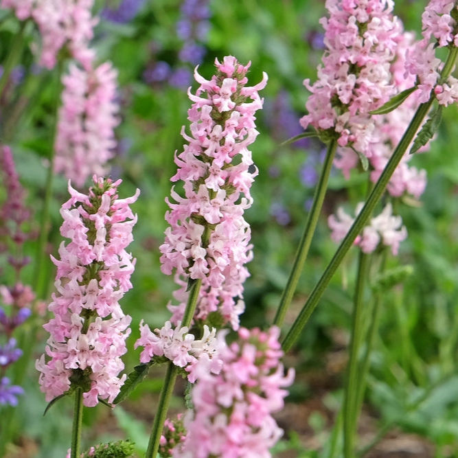 Stachys officinalis | Pink | Cotton Candy – Addenbrooke