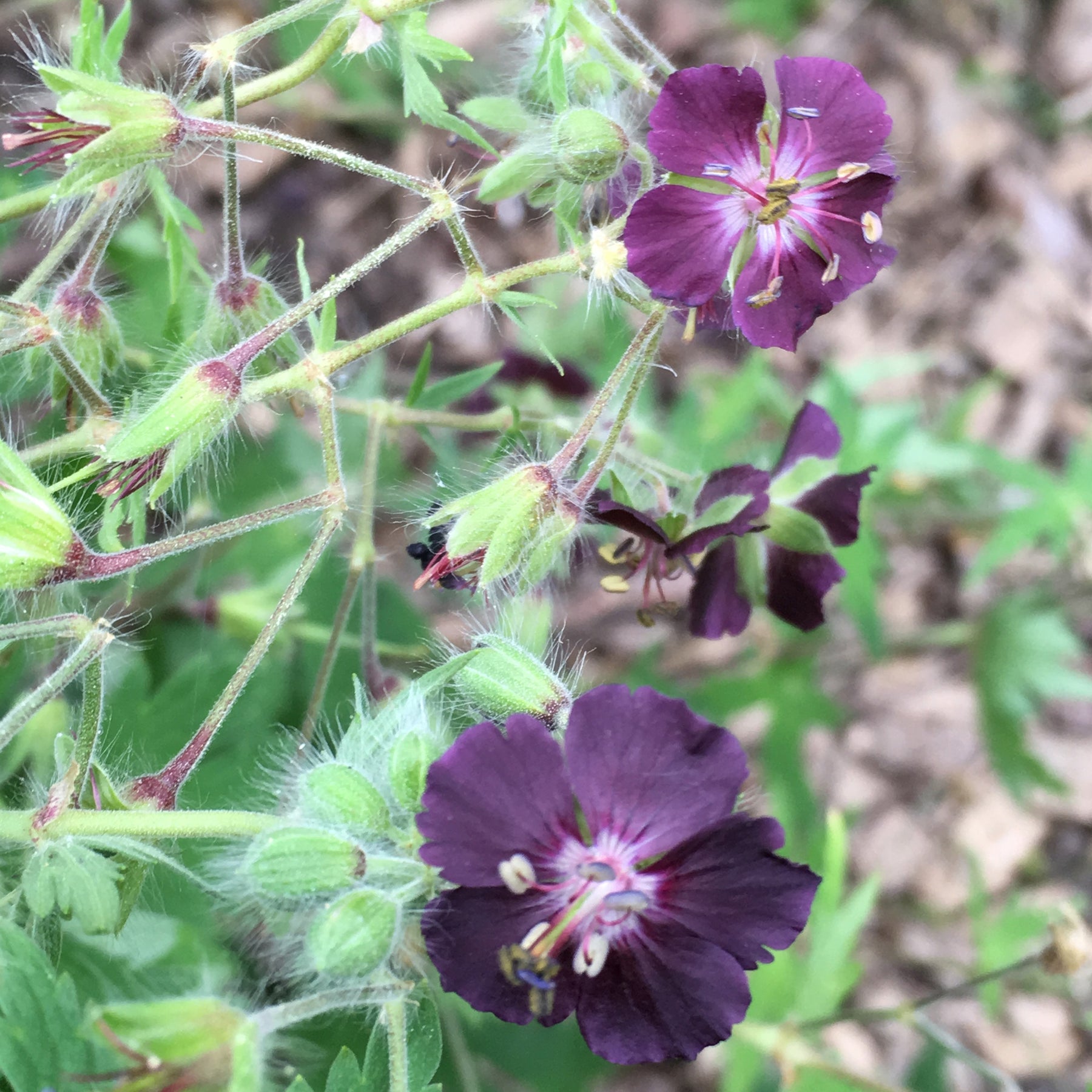 mourning widow geranium