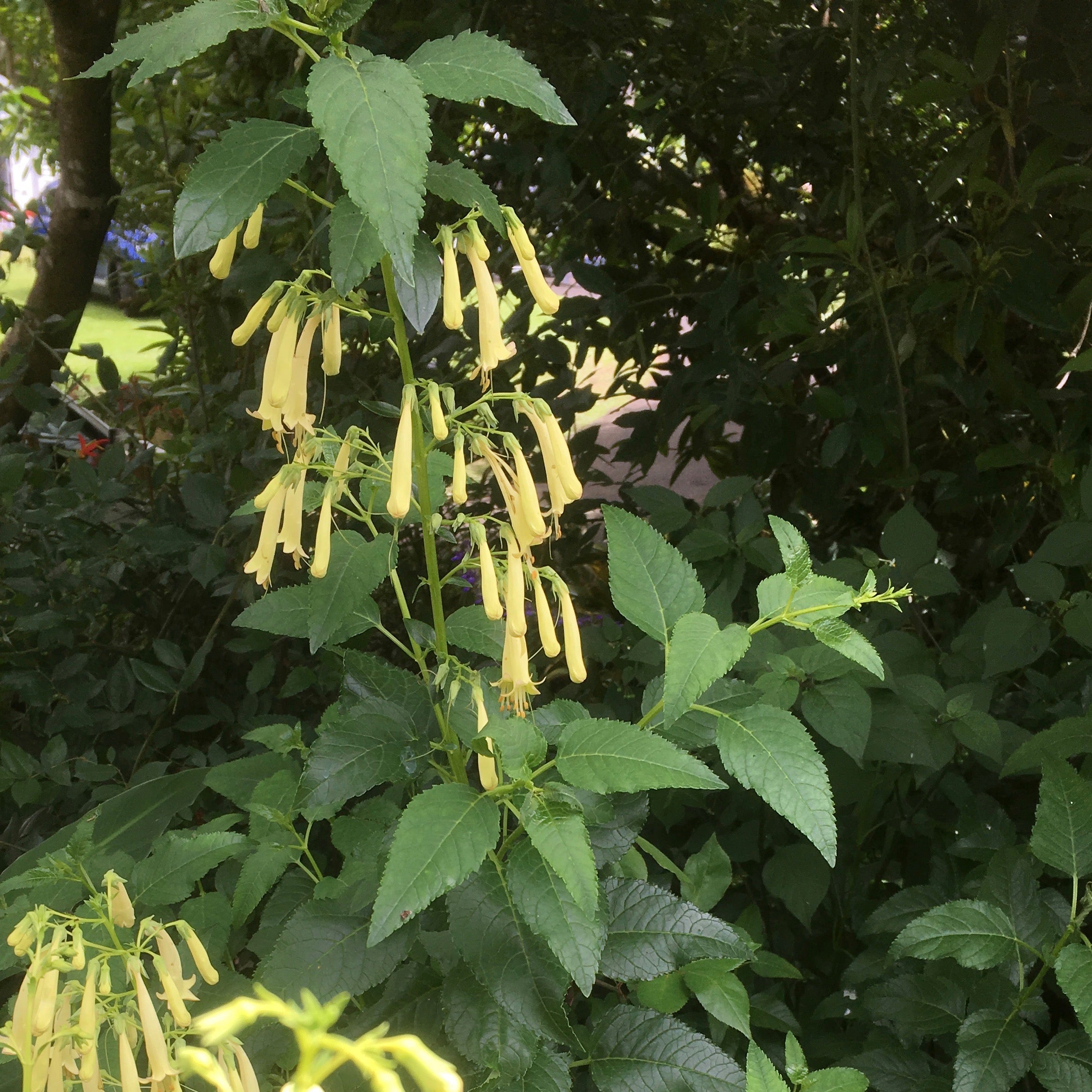 Phygelius aequalis | Yellow Trumpet | Cape Fuchsia – Addenbrooke