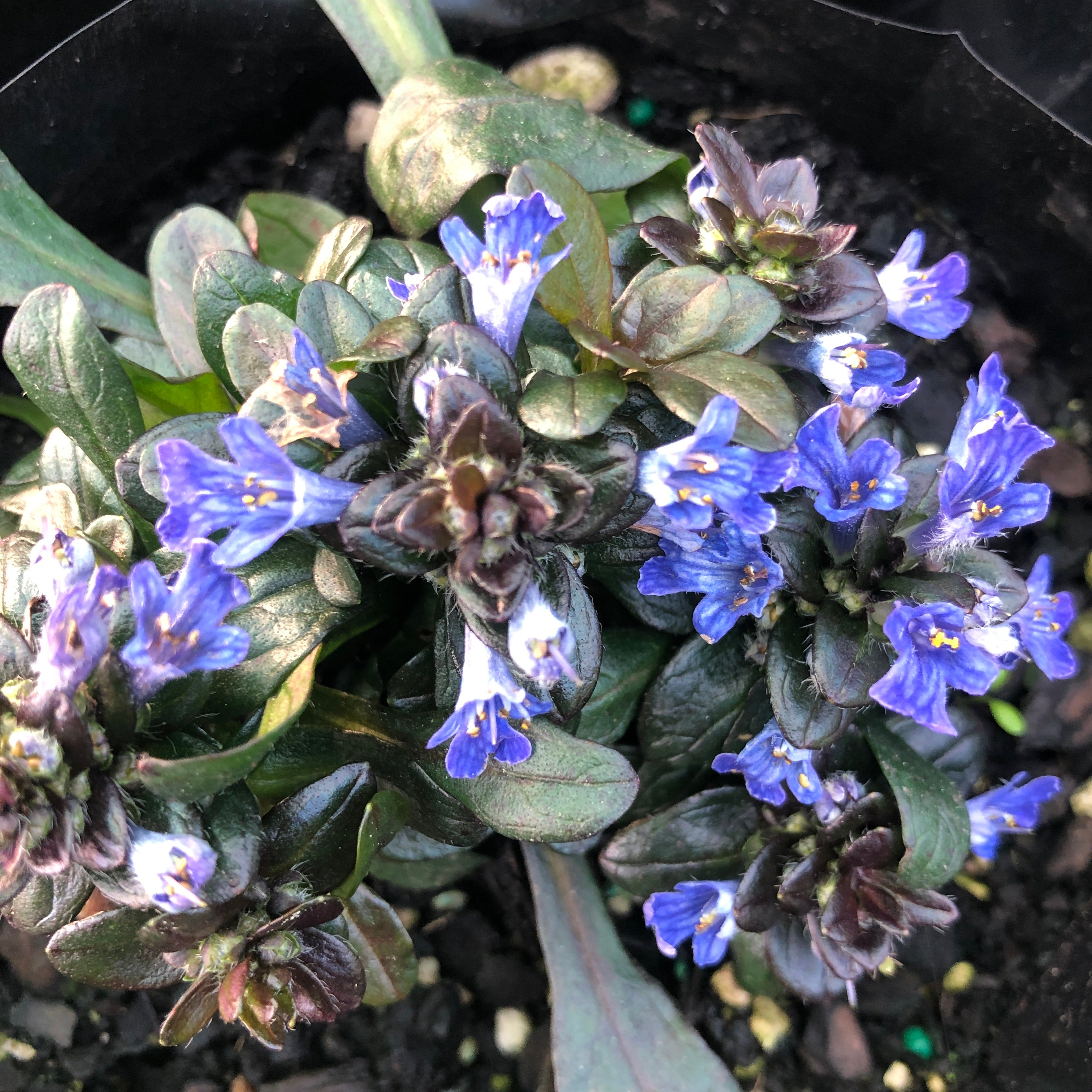 Ajuga reptans | Blueberry Muffin – Addenbrooke