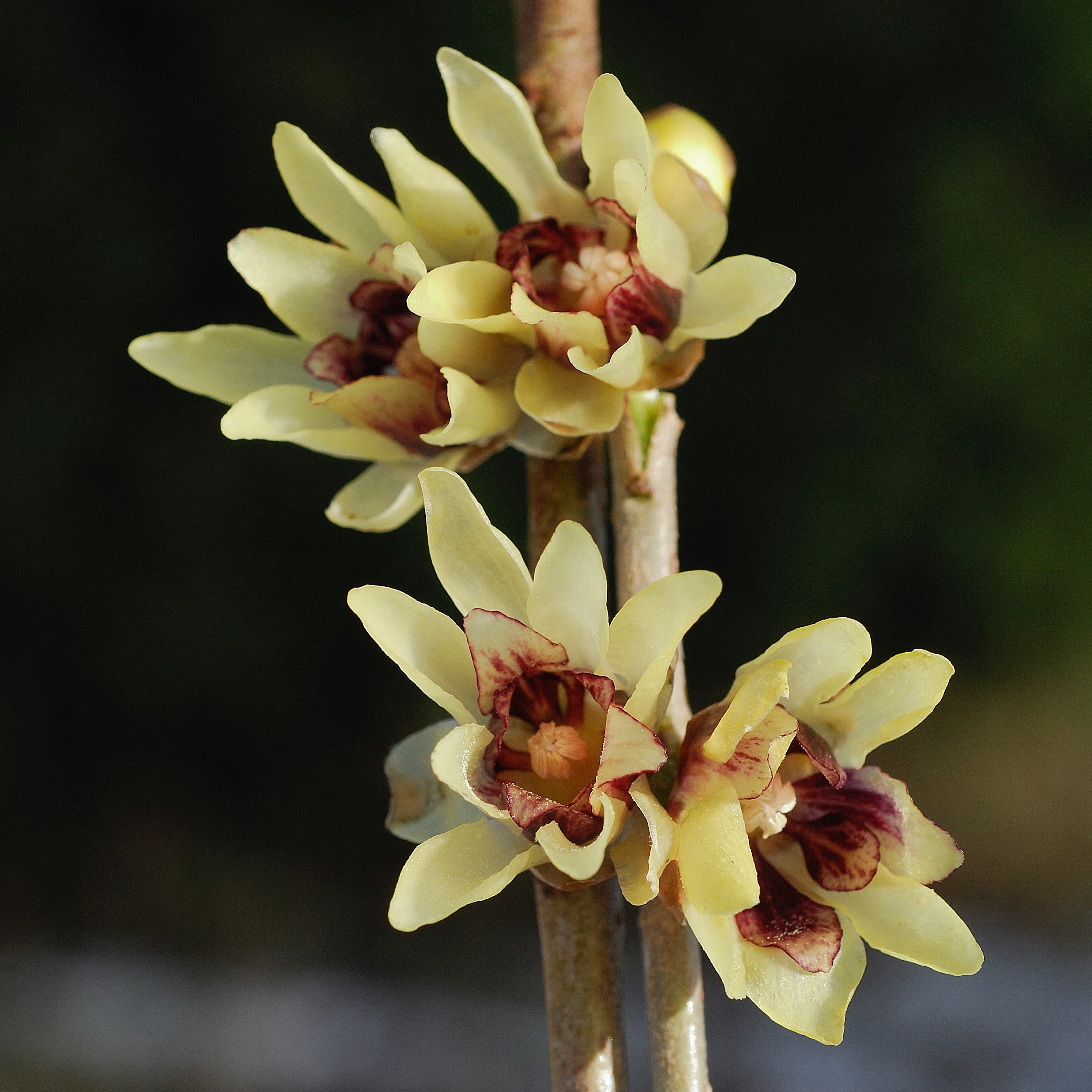 Chimonanthus praecox | Wintersweet – Addenbrooke