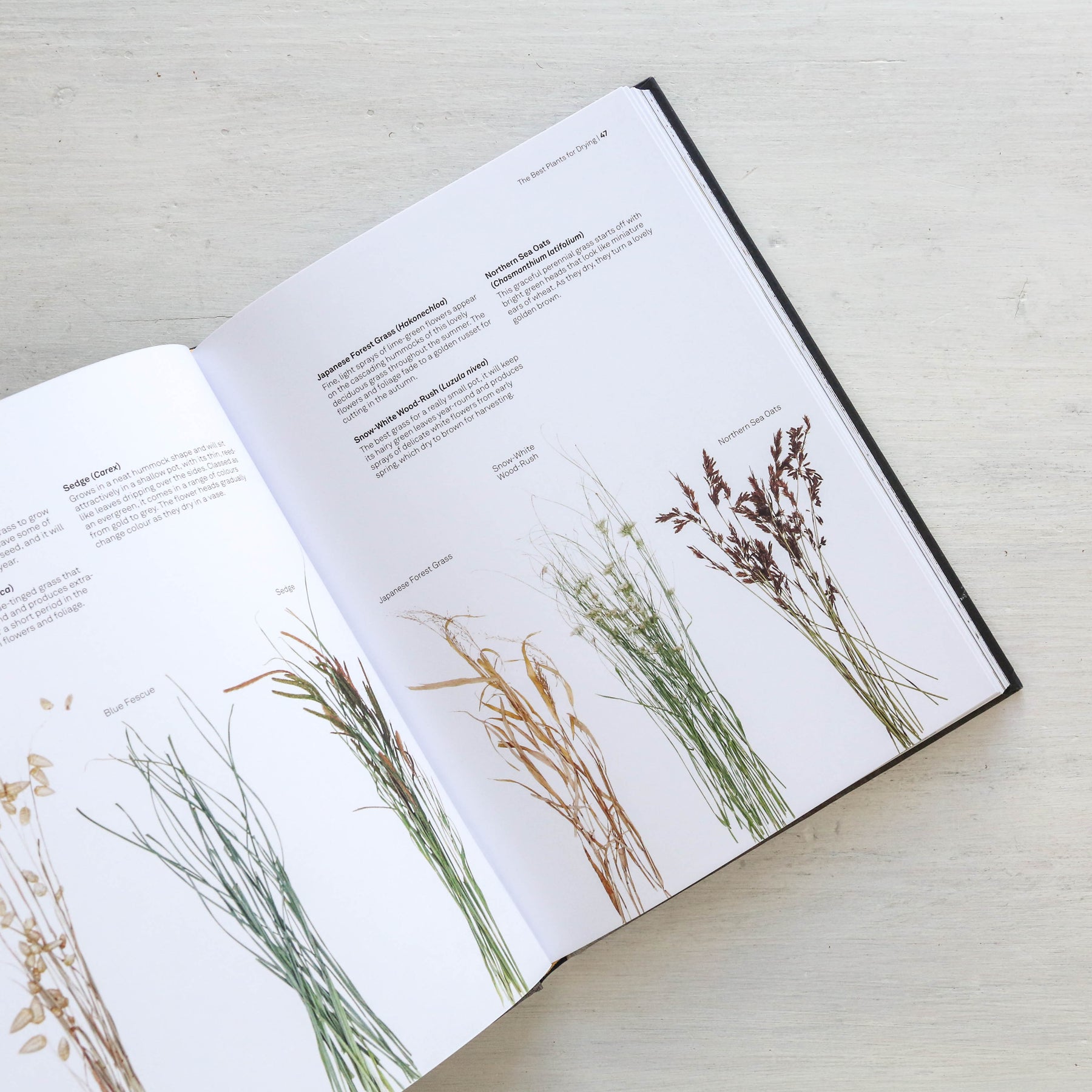 Cut & Dry | Carolyn Dunster – Addenbrooke