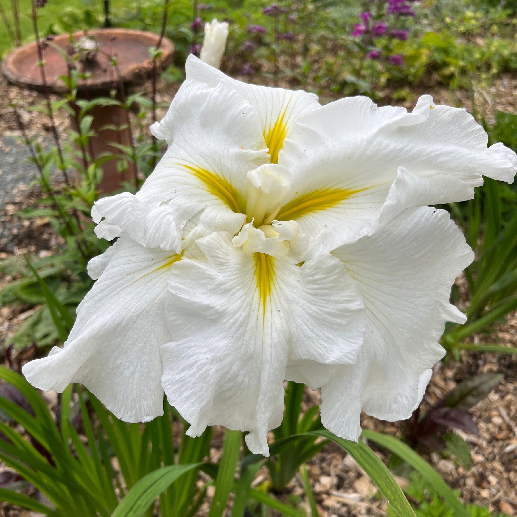 fatima iris