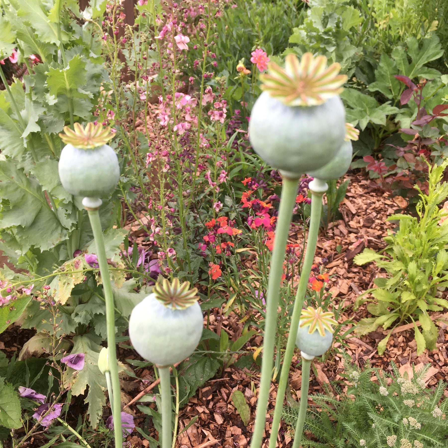 Papaver paeoniflorum | White Cloud – Addenbrooke