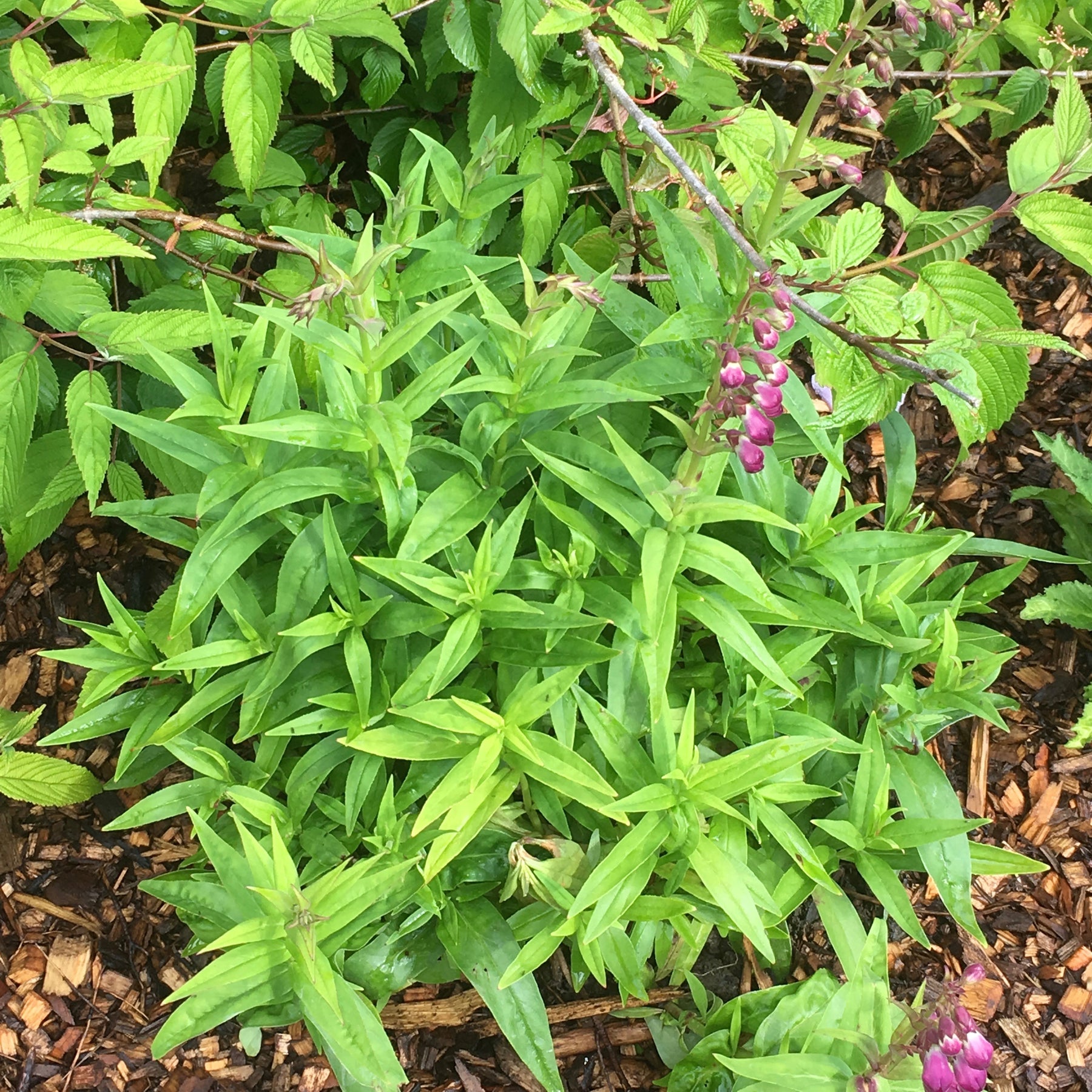 Penstemon hybrid | Purple Passion – Addenbrooke