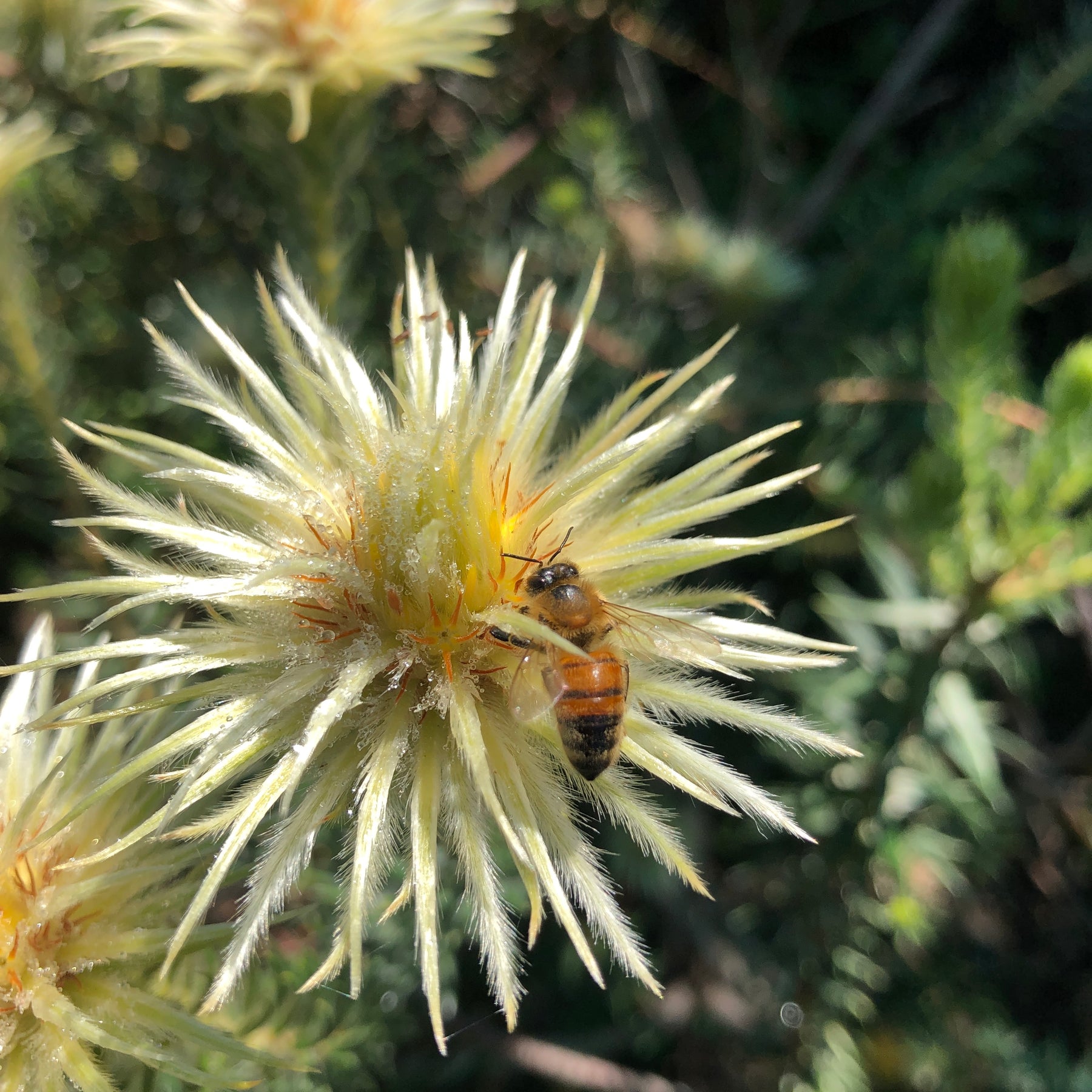 Phylica pubescens syn.P plumosa | Flannel Flower – Addenbrooke