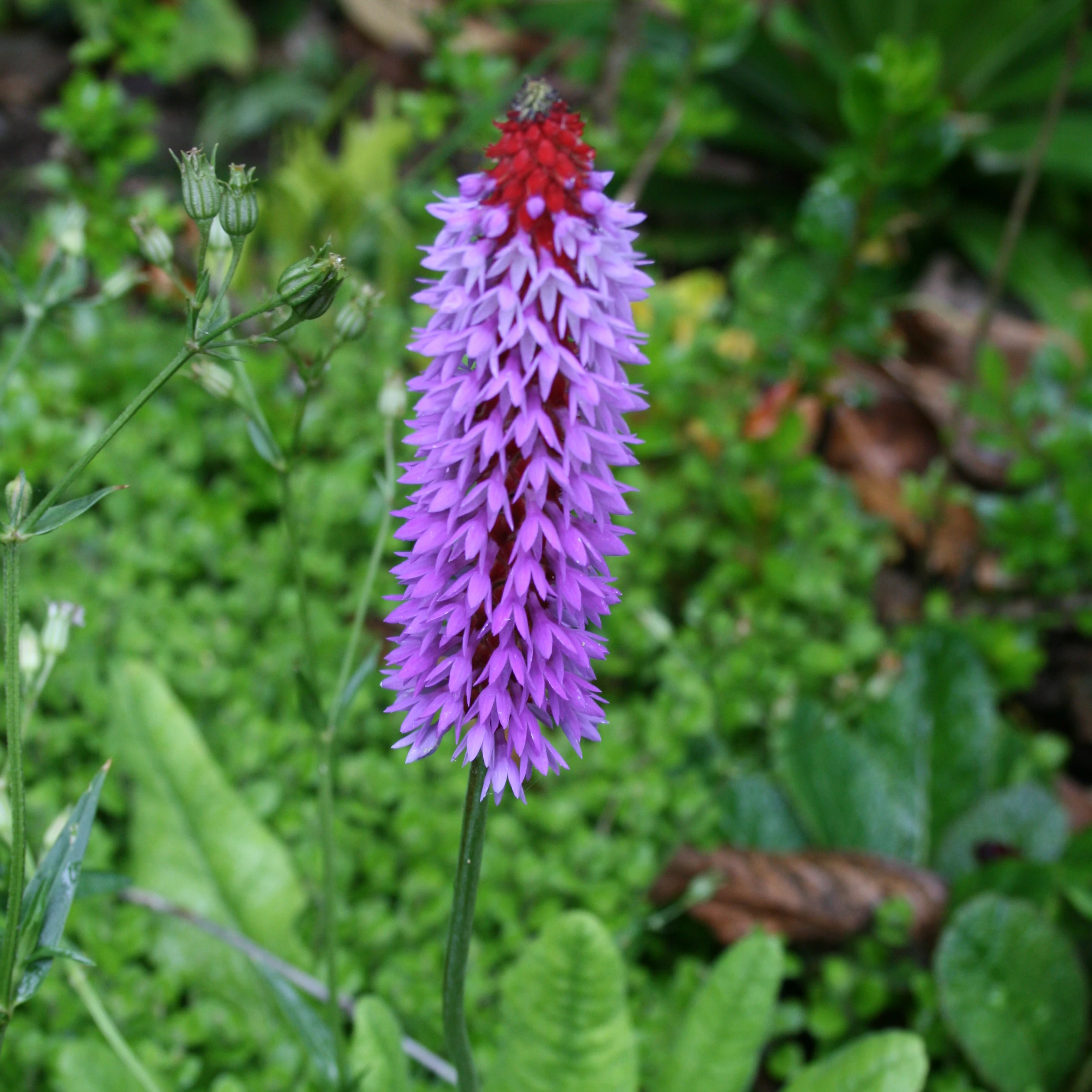 Primula vialii – Addenbrooke