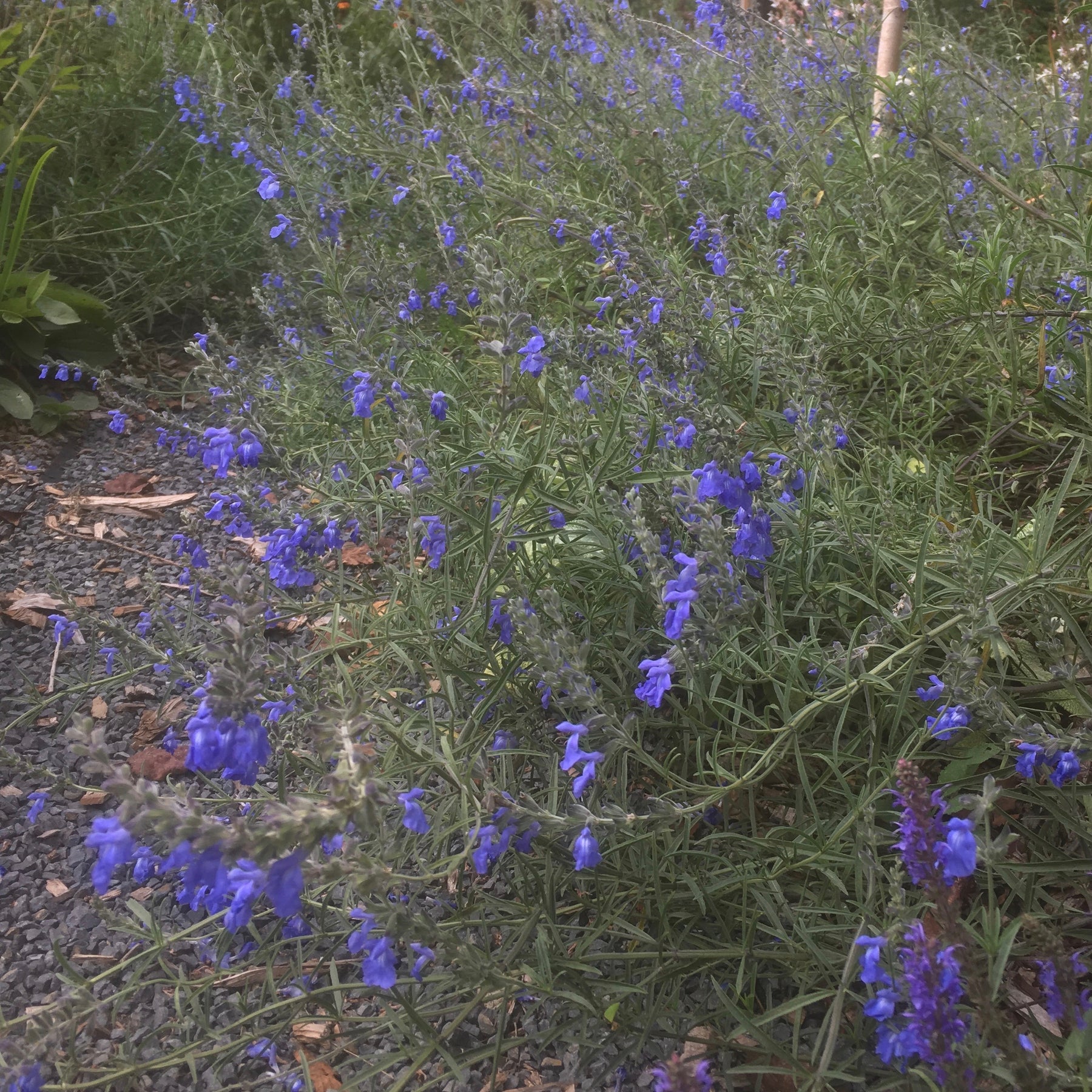 Salvia azurea – Addenbrooke