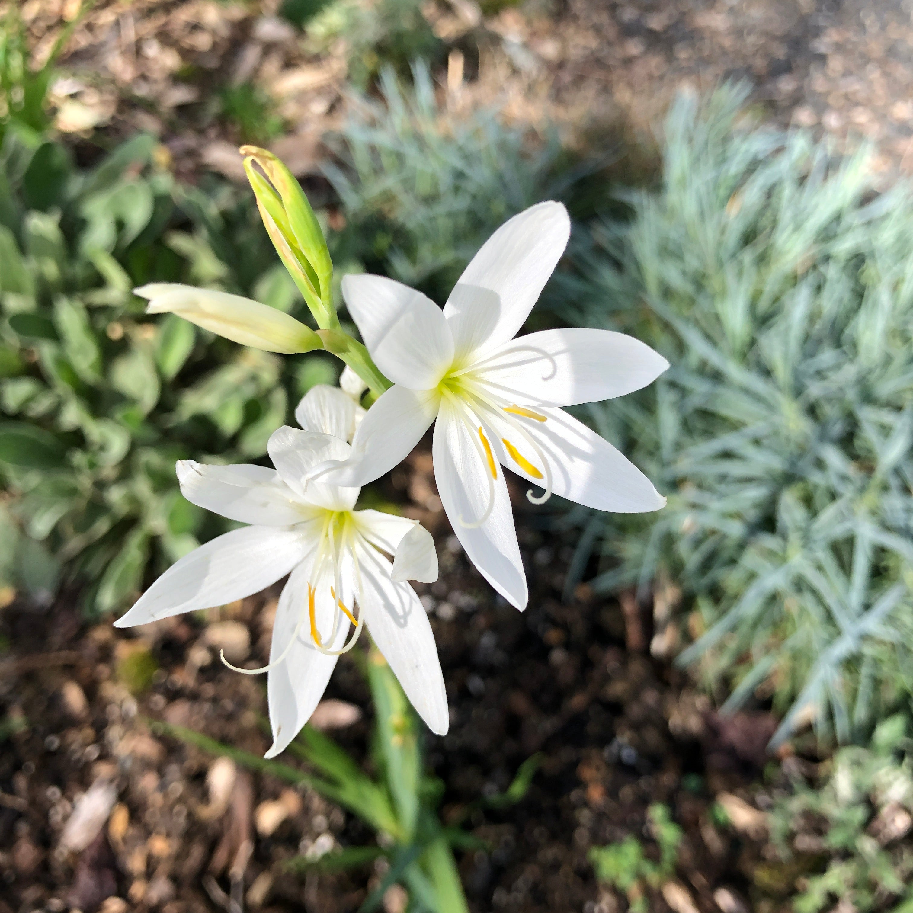 Hesperantha coccinea | Alba – Addenbrooke