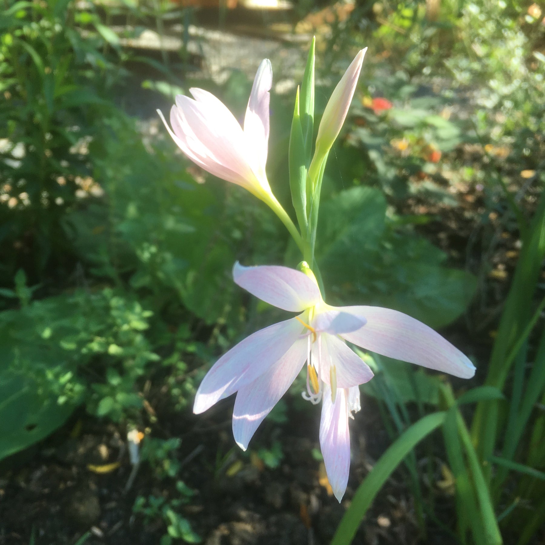 Hesperantha coccinea | Maidens Blush – Addenbrooke