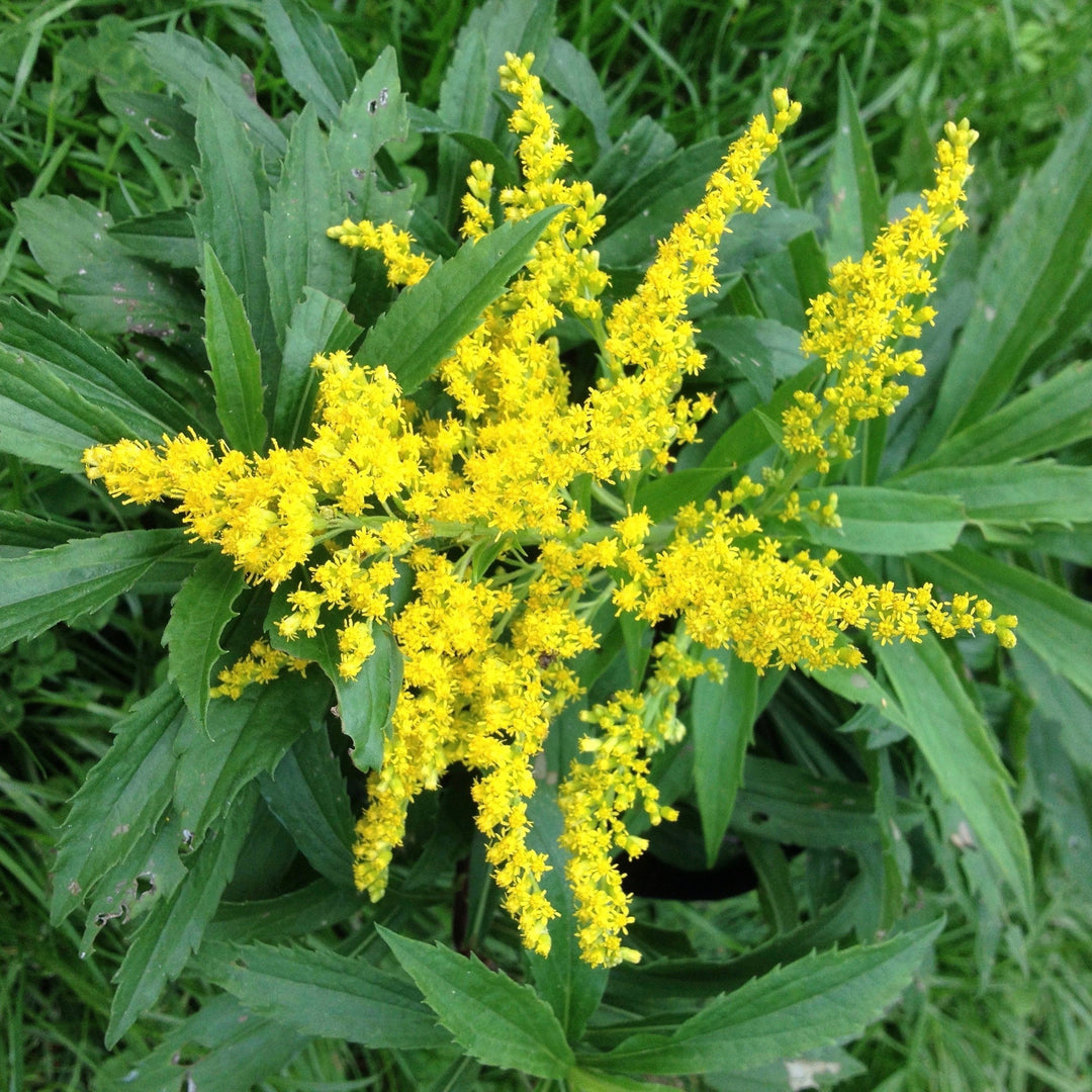 solidago canadensis golden baby