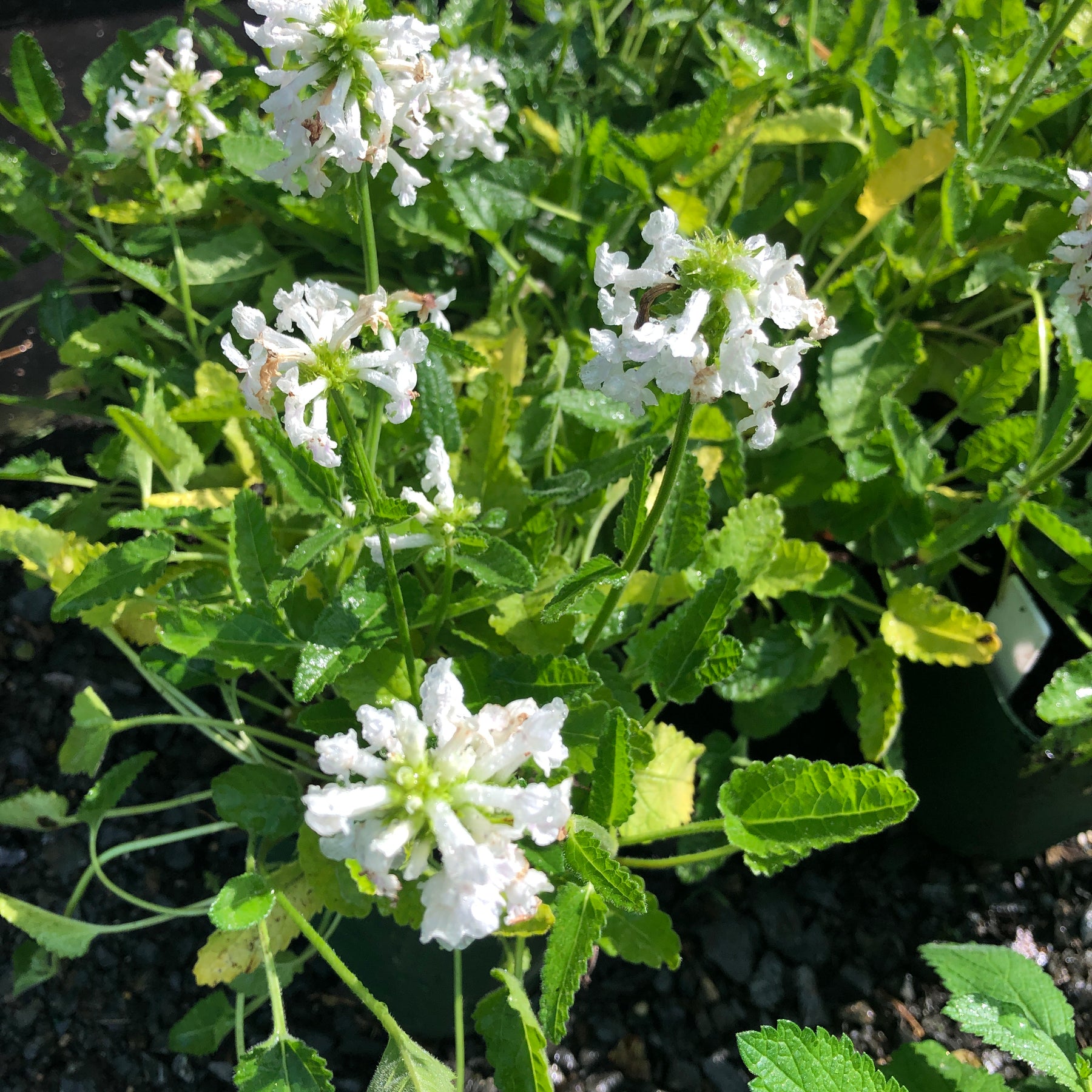 Stachys officinalis | Alba | Nana White | Dwarf Betony – Addenbrooke