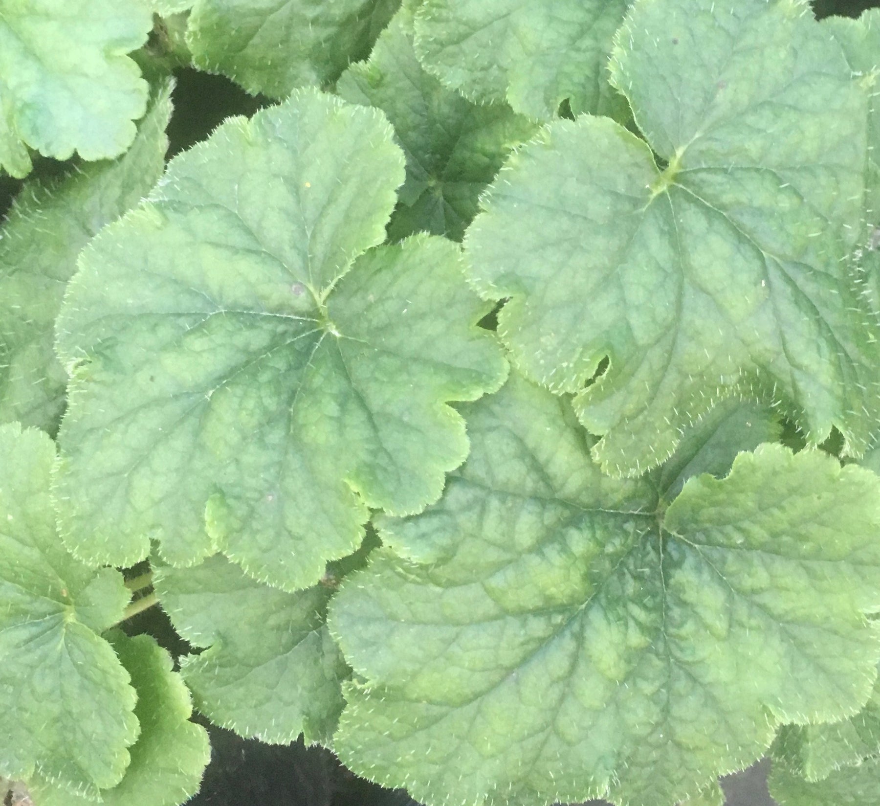 Tellima grandiflora | Fringe Cup – Addenbrooke
