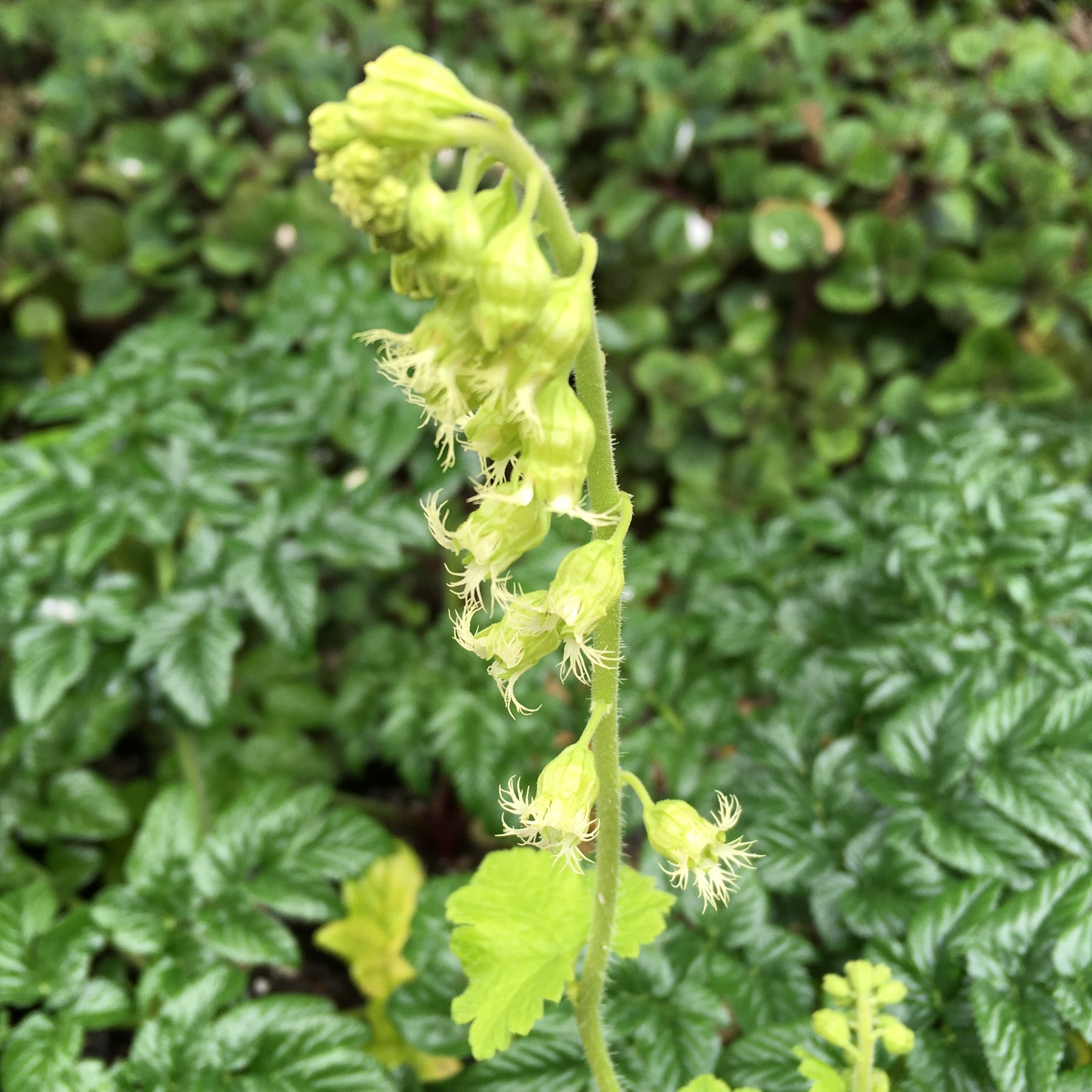 Tellima grandiflora | Fringe Cup – Addenbrooke