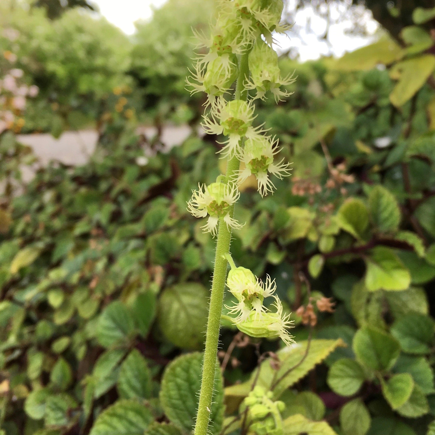 Tellima grandiflora | Fringe Cup – Addenbrooke