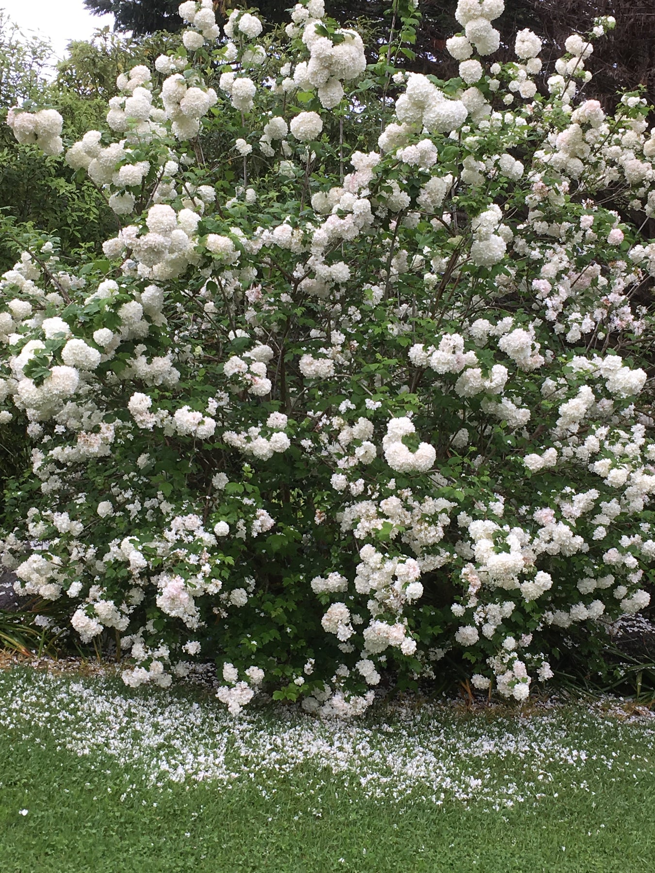 Viburnum opulus | Snowball Tree – Addenbrooke